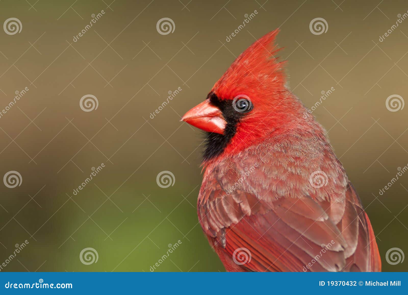 Northern Cardinal Portrait stock photo. Image of ornithological - 19370432