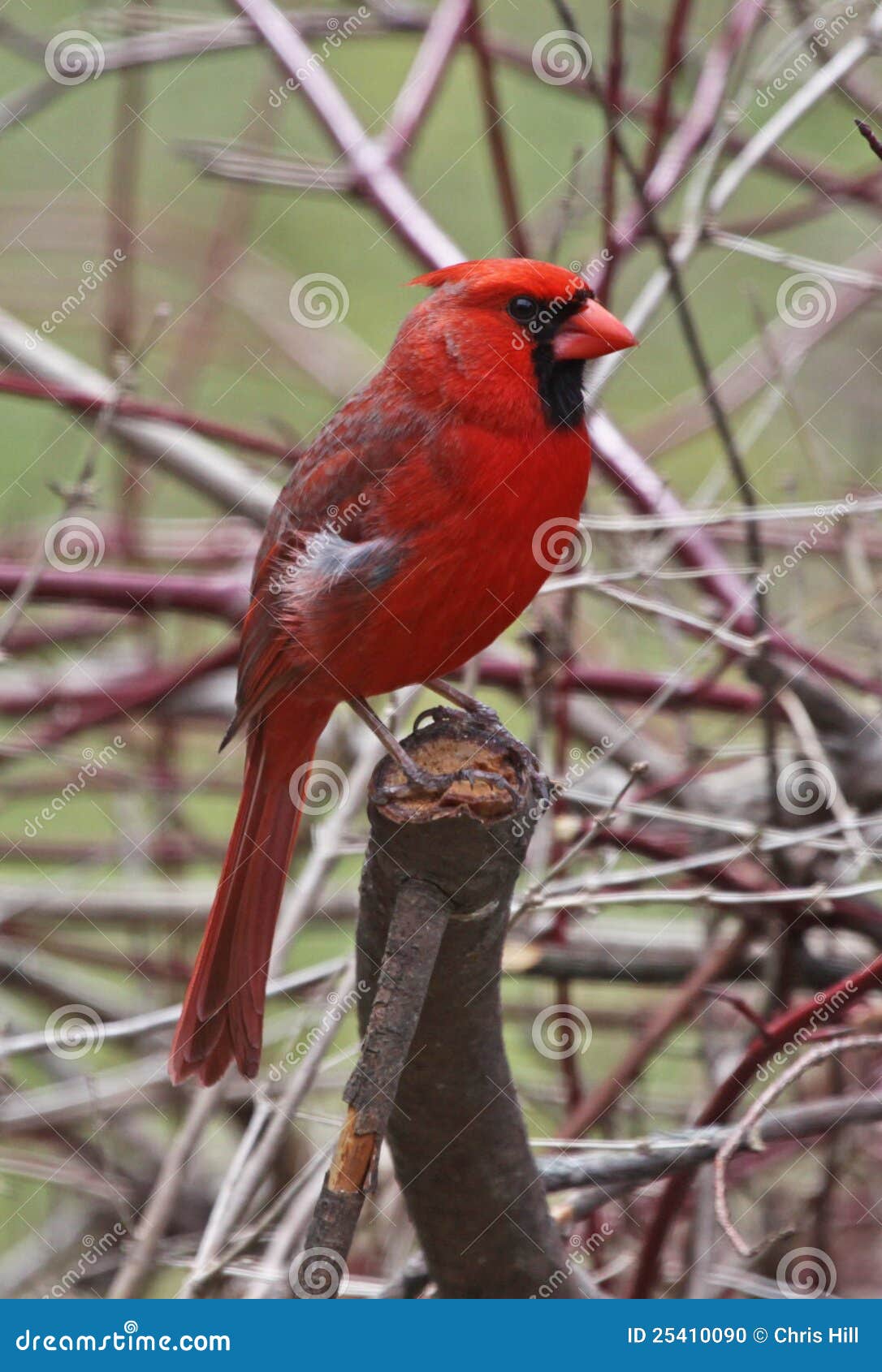 Northern Cardinal Profile stock photo. Image of wildlife - 25410090