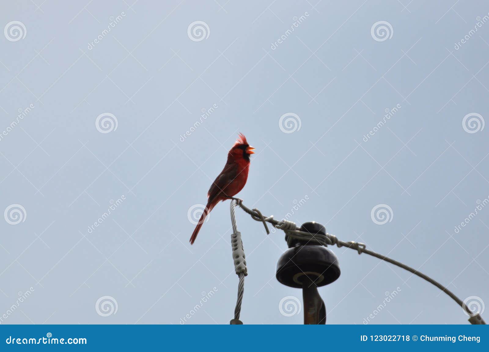 Northern Cardinal or Redbird or Common Cardinal in Ohio Stock Photo ...