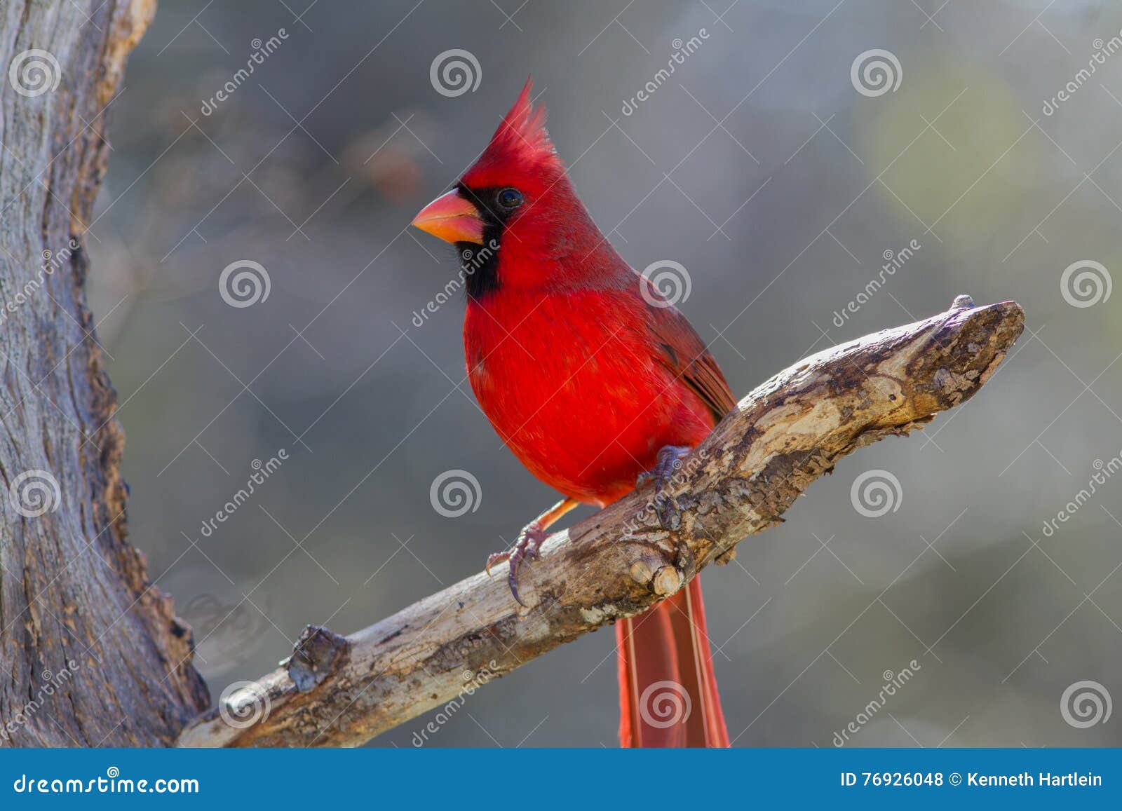 Northern Cardinal stock photo. Image of northern, songbird - 76926048