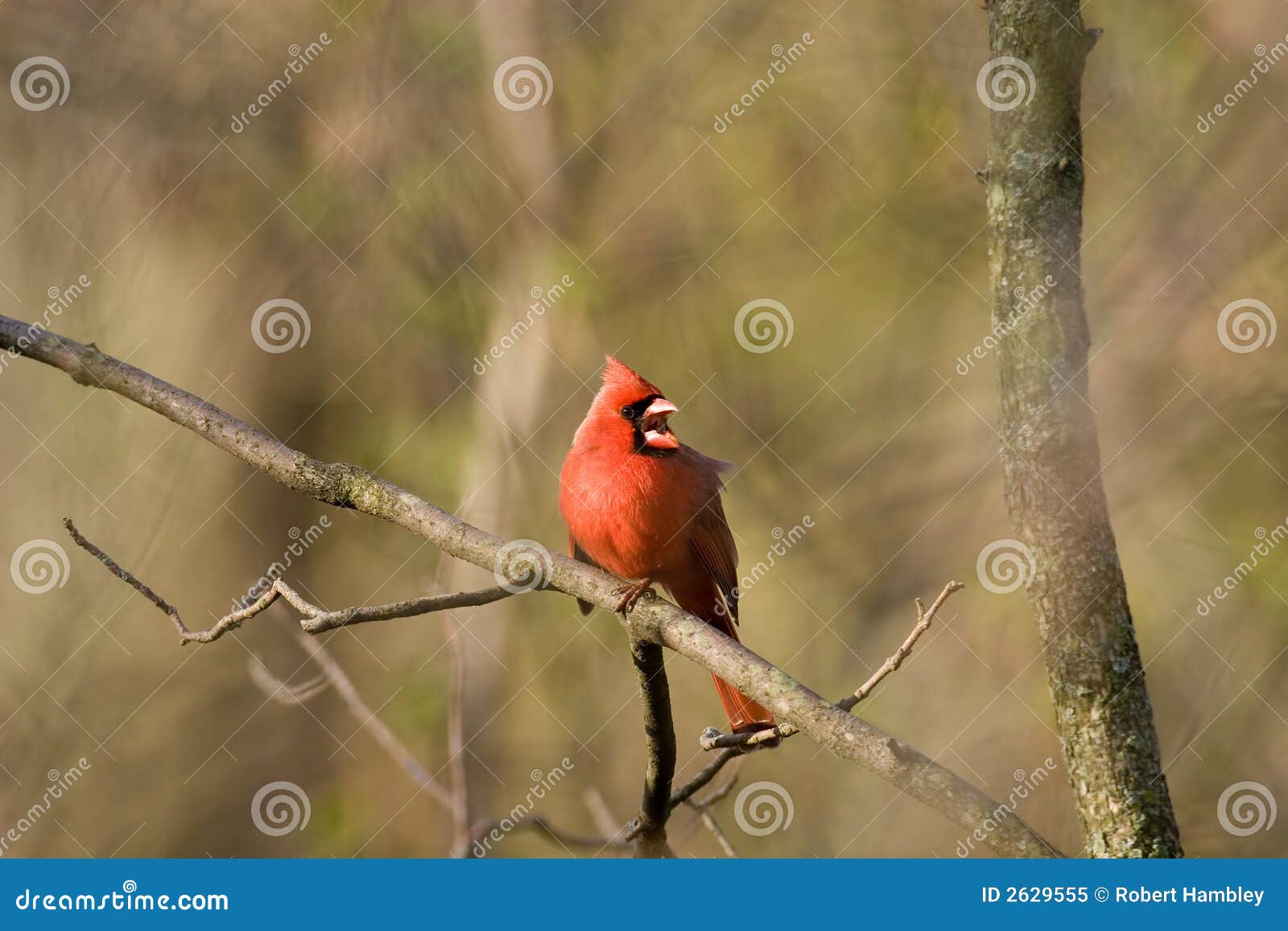 Northern Cardinal Singing stock image. Image of avian - 2629555