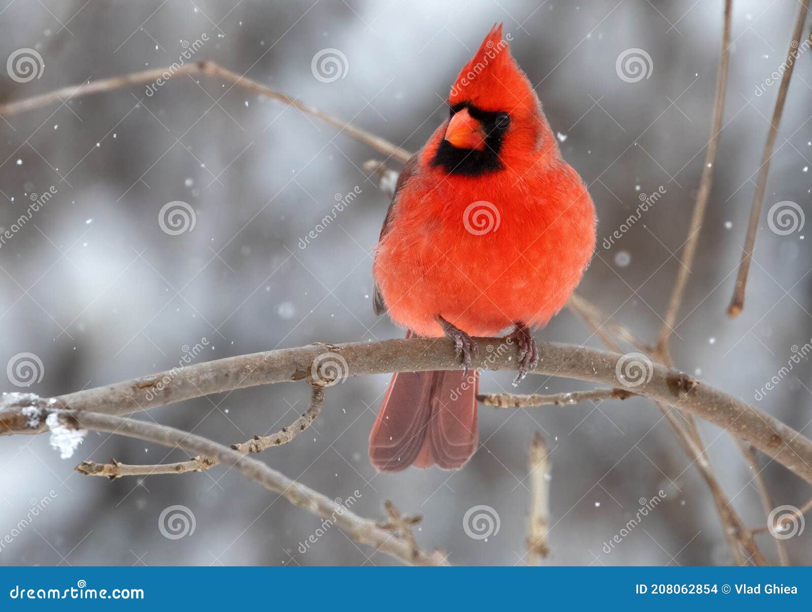 Northern Cardinal Sitting on a Branch in Winter Stock Photo - Image of ...