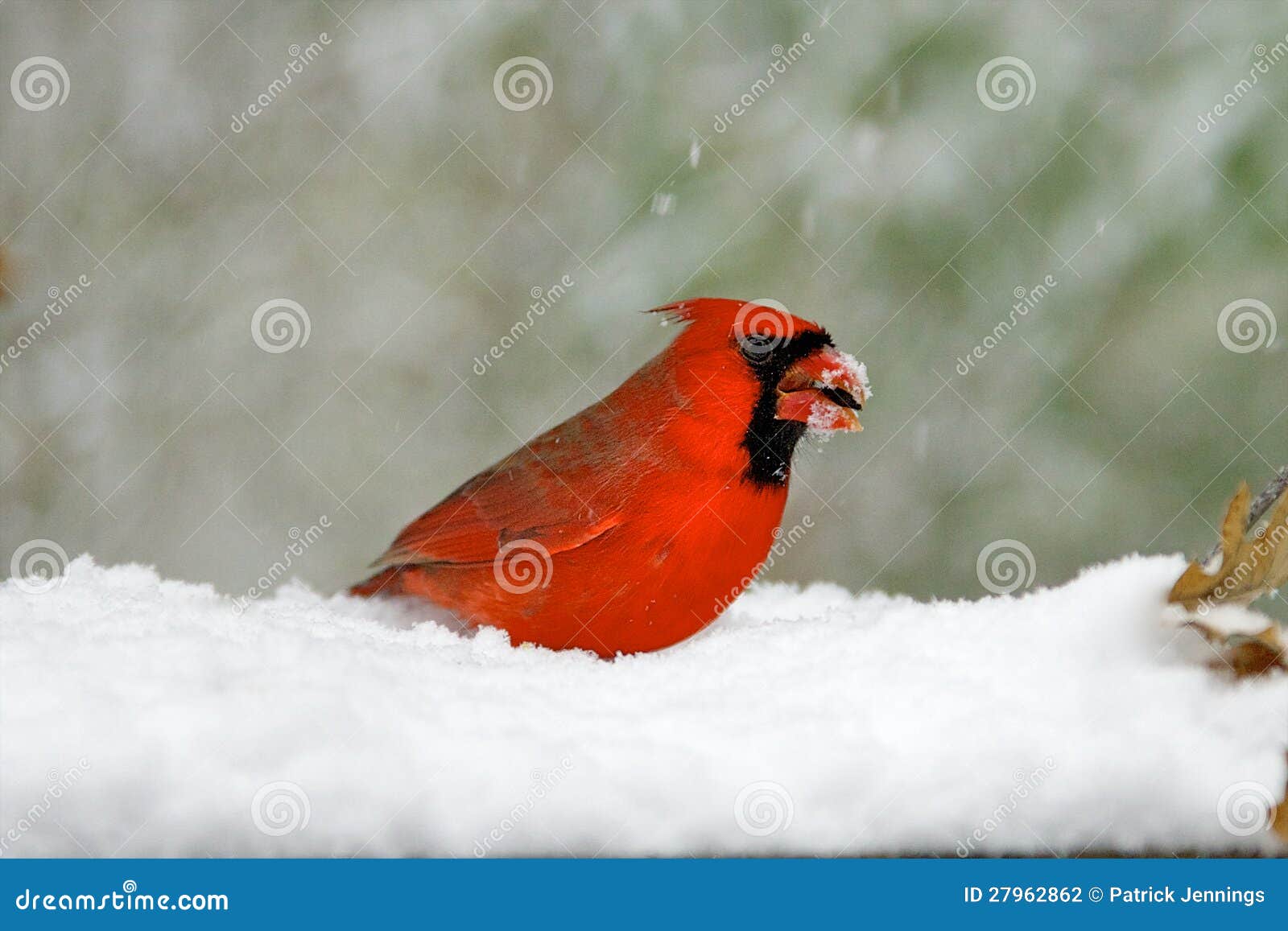 Northern Cardinal in Snow stock photo. Image of song - 27962862