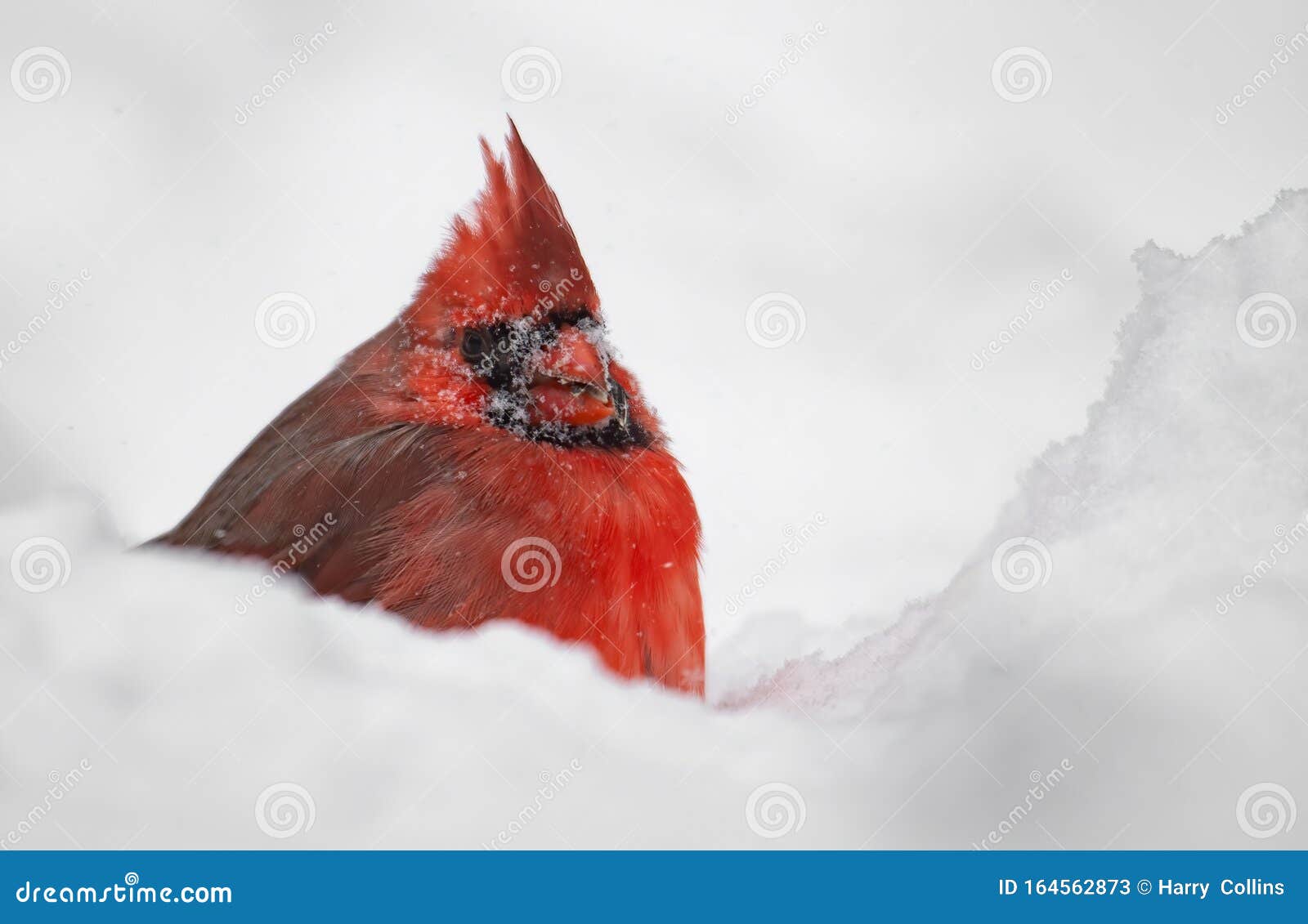 A Cardinal in Snow stock image. Image of coral, baby - 164562873