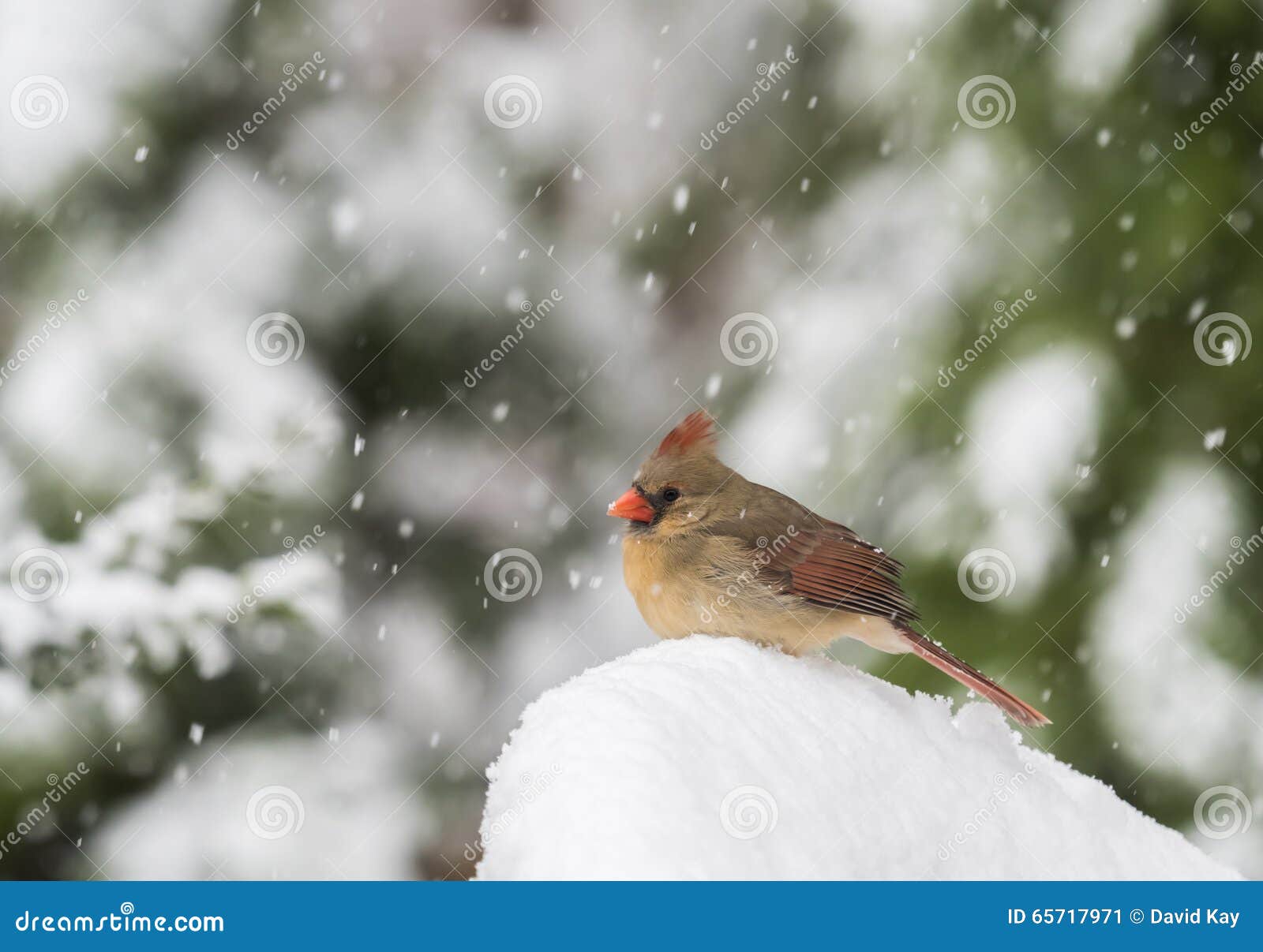 Northern Cardinal in Snow stock image. Image of female - 65717971