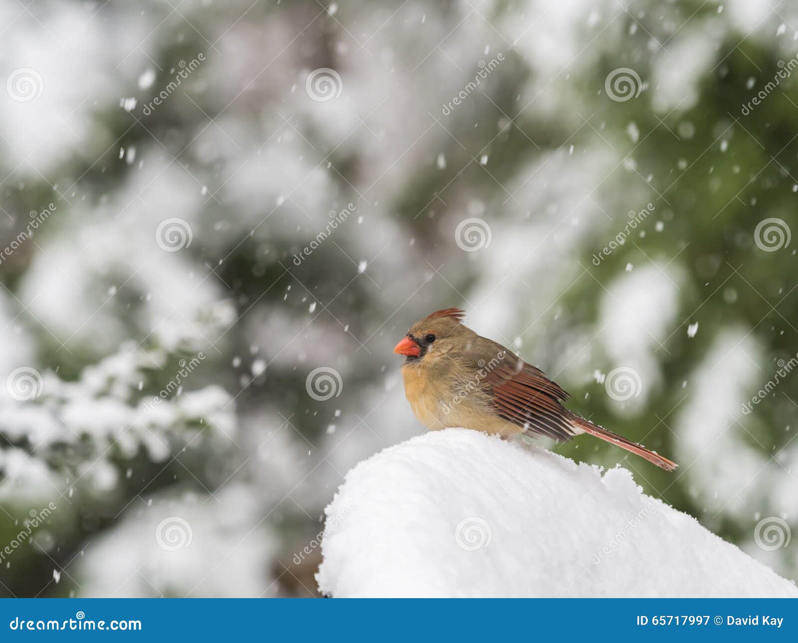 Northern Cardinal in Snow stock image. Image of snow - 65717997