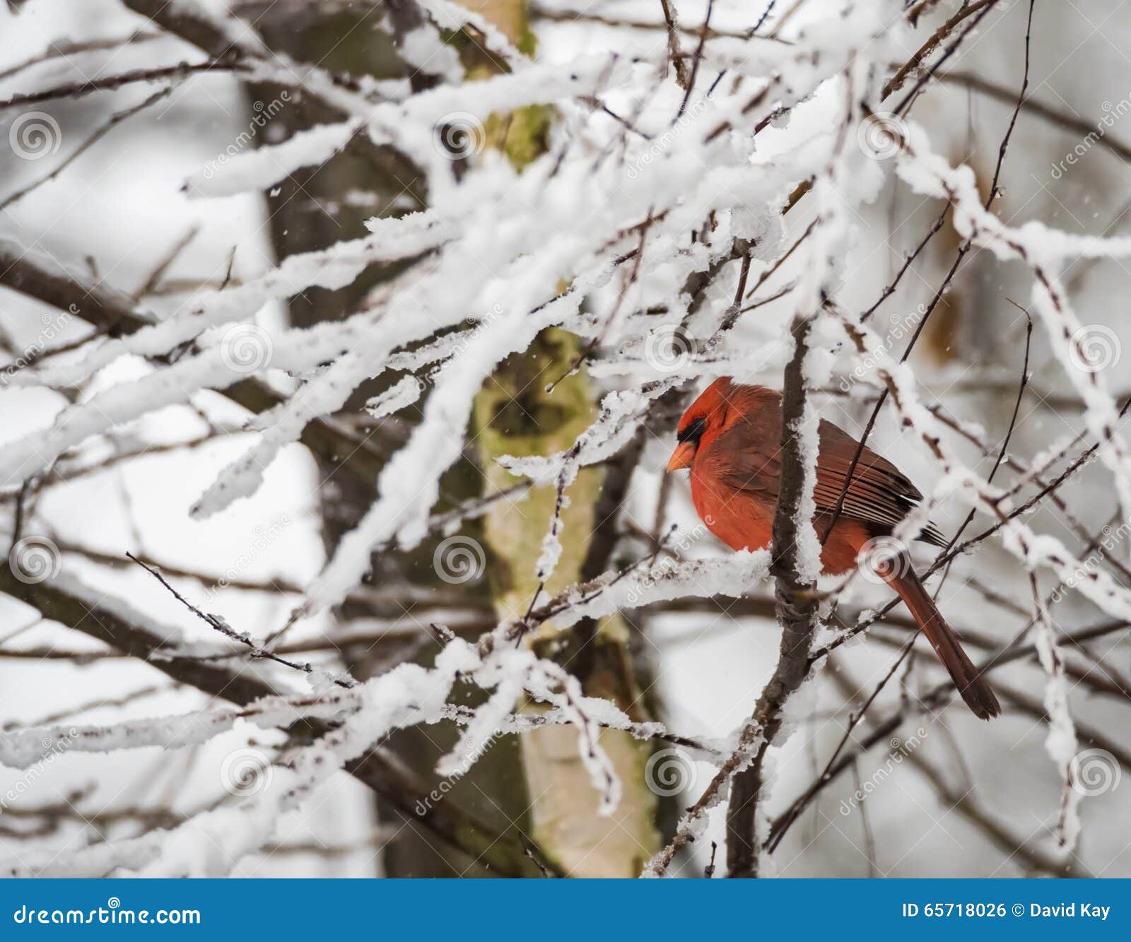 Northern Cardinal in Snow stock photo. Image of limbs - 65718026