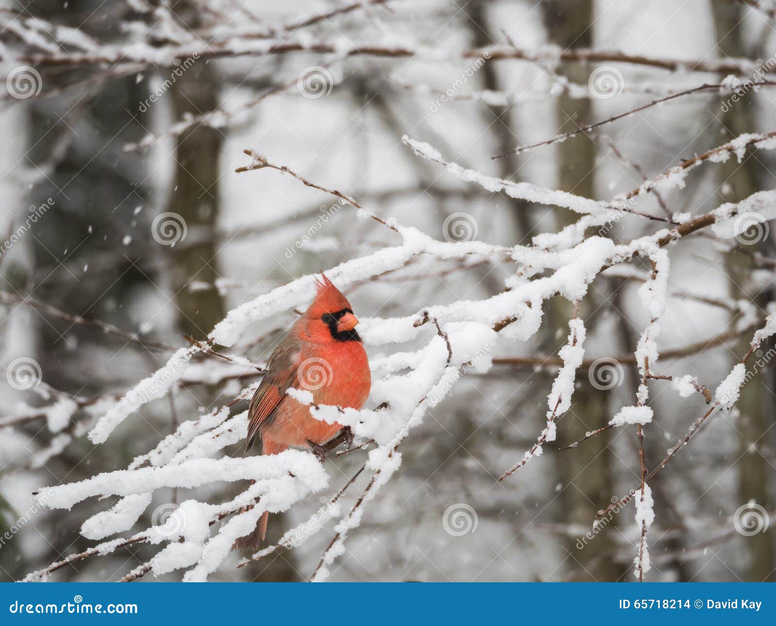 Northern Cardinal in Snow stock photo. Image of male - 65718214
