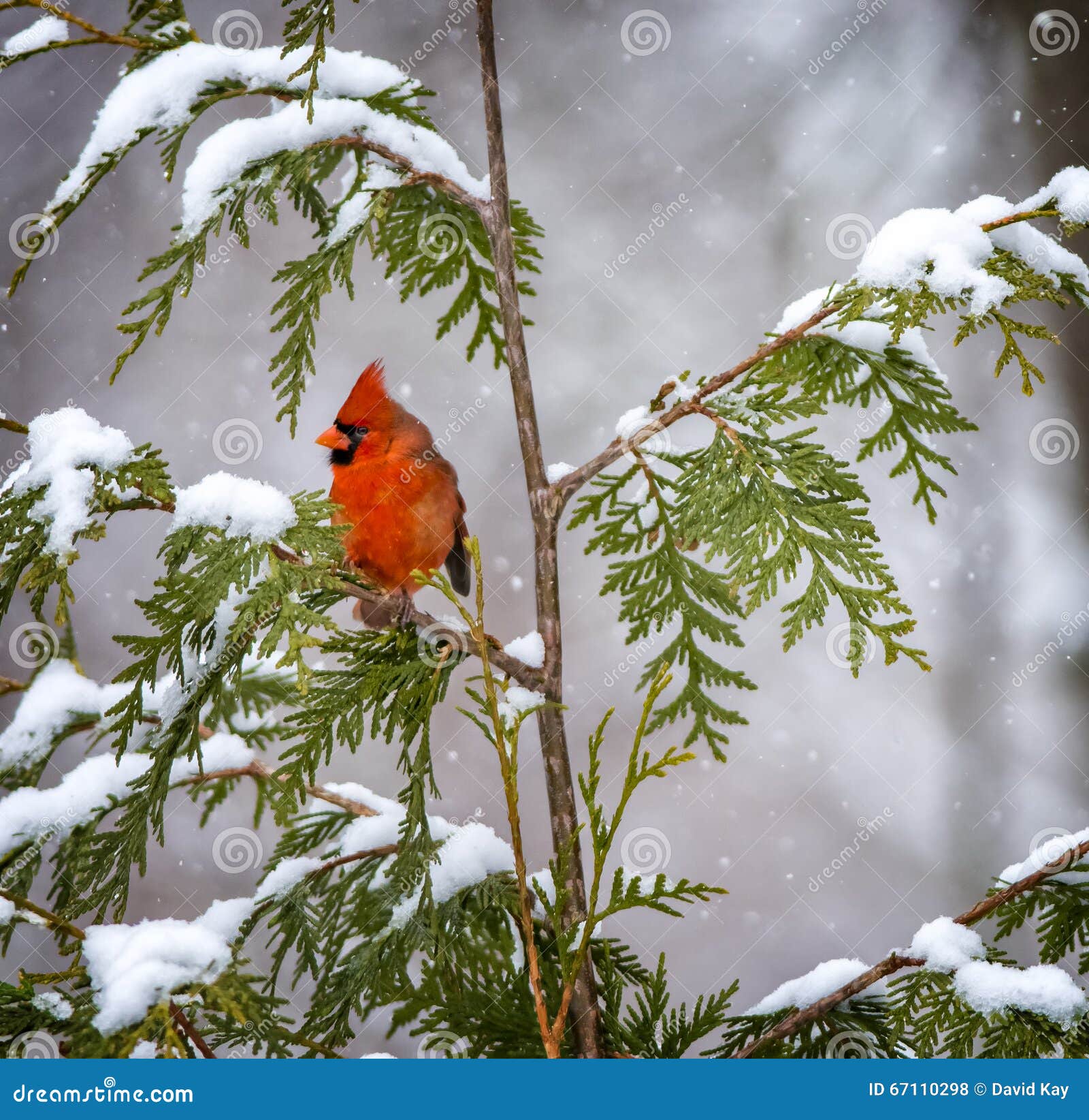 Northern Cardinal in Snow stock photo. Image of orange - 67110298