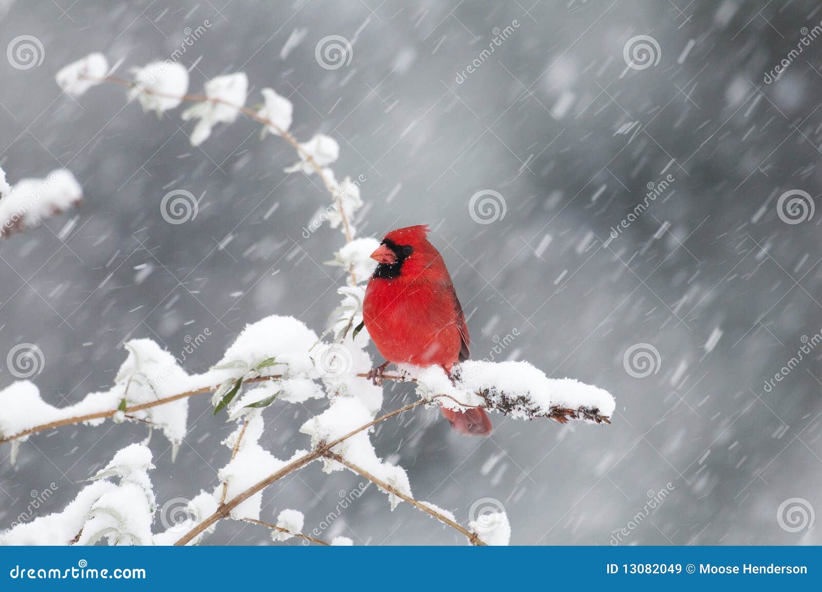 Northern Cardinal in Snow Storm Stock Image - Image of allies, united ...