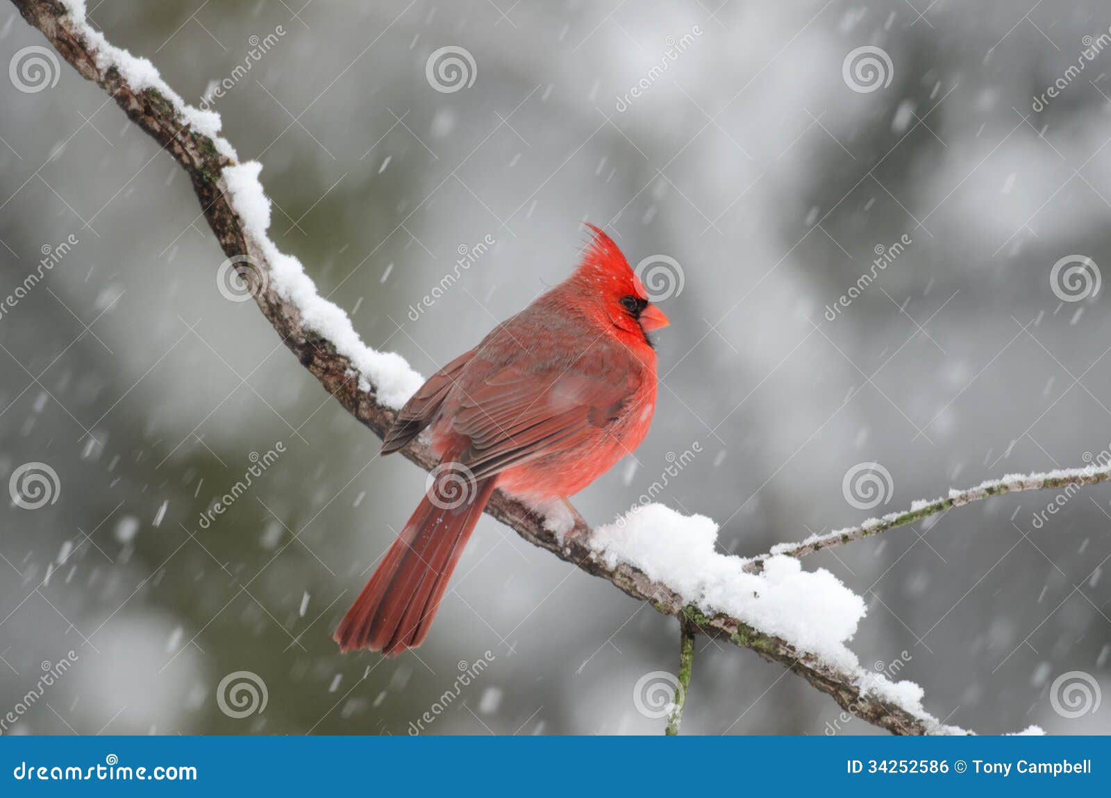Northern Cardinal in Snow Storm Stock Photo - Image of snow, outdoors ...