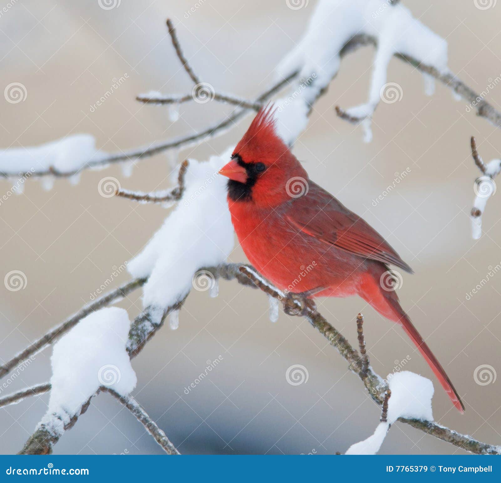 Northern Cardinal in Snowstorm Stock Image - Image of birdwatching ...