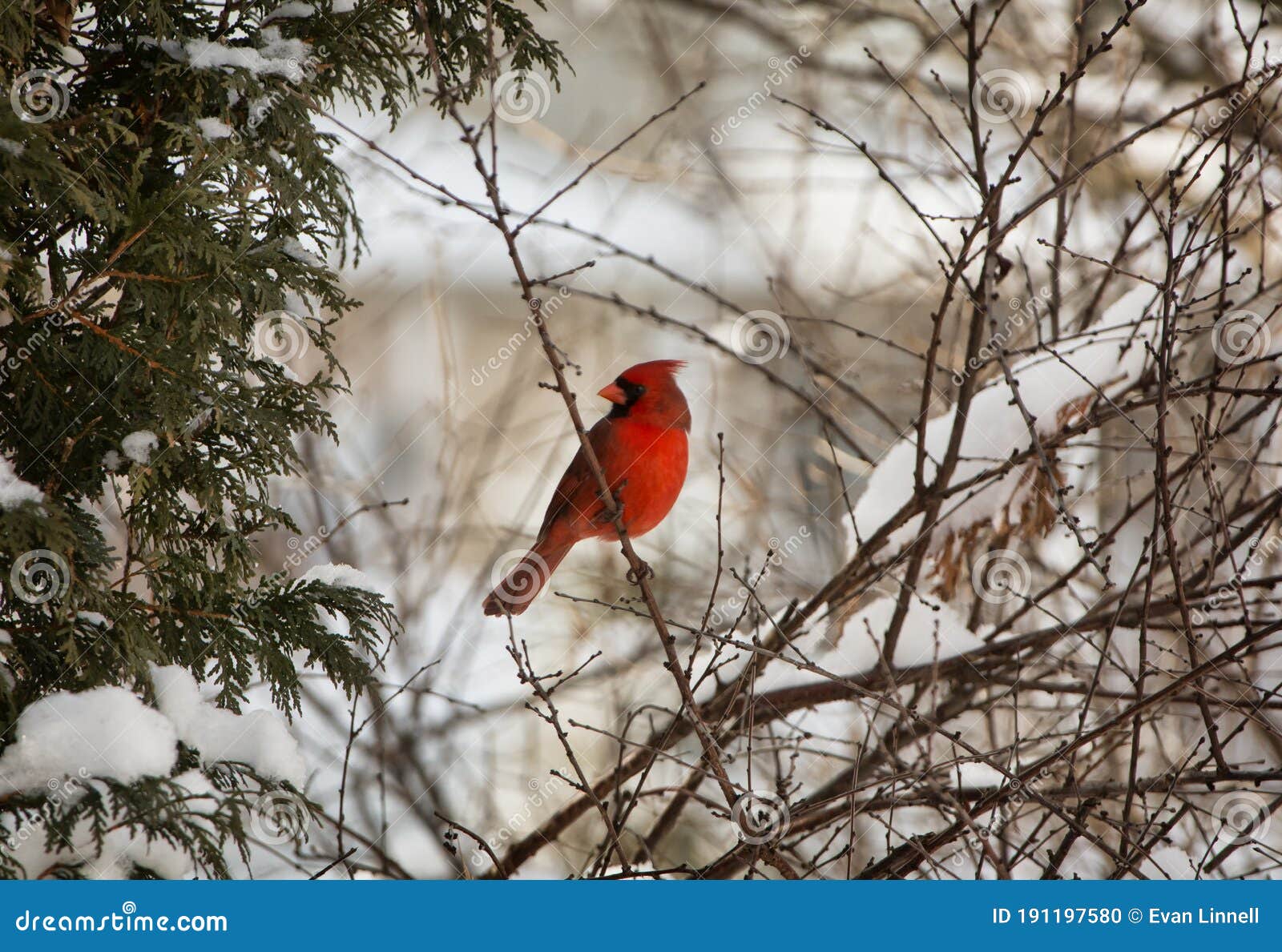 Northern Cardinal on a Snowy Branch Stock Photo - Image of people ...