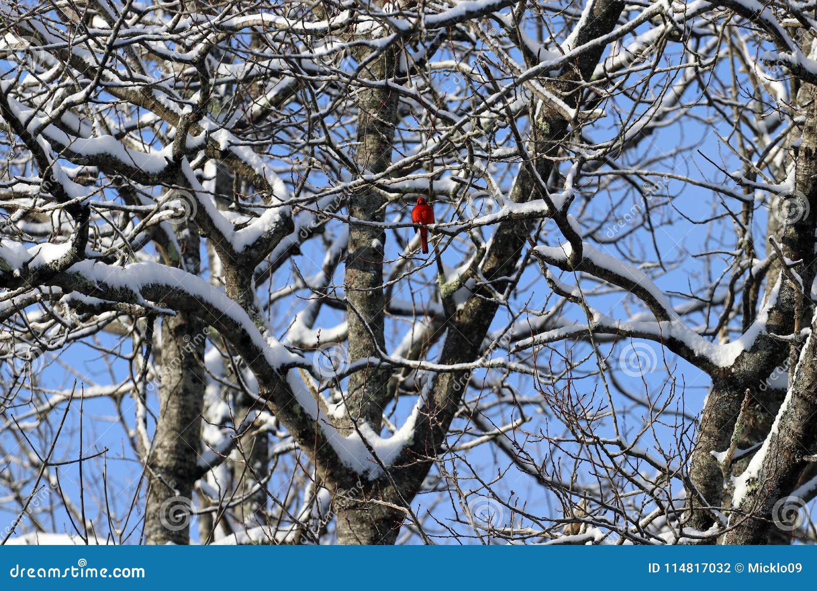 Northern Cardinal on Snowy Tree Branches Stock Photo - Image of snowy ...