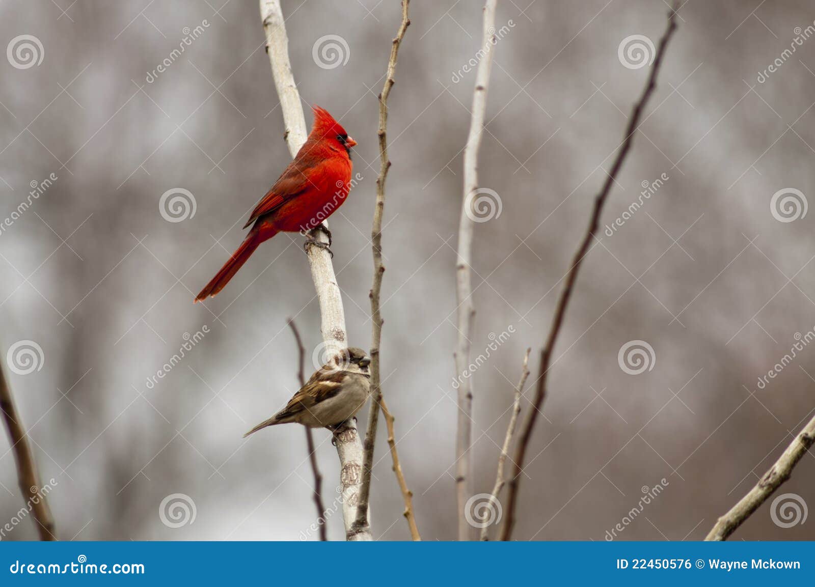 Northern Cardinal Male Is Shown In Mid-flight Royalty-Free Stock Image ...