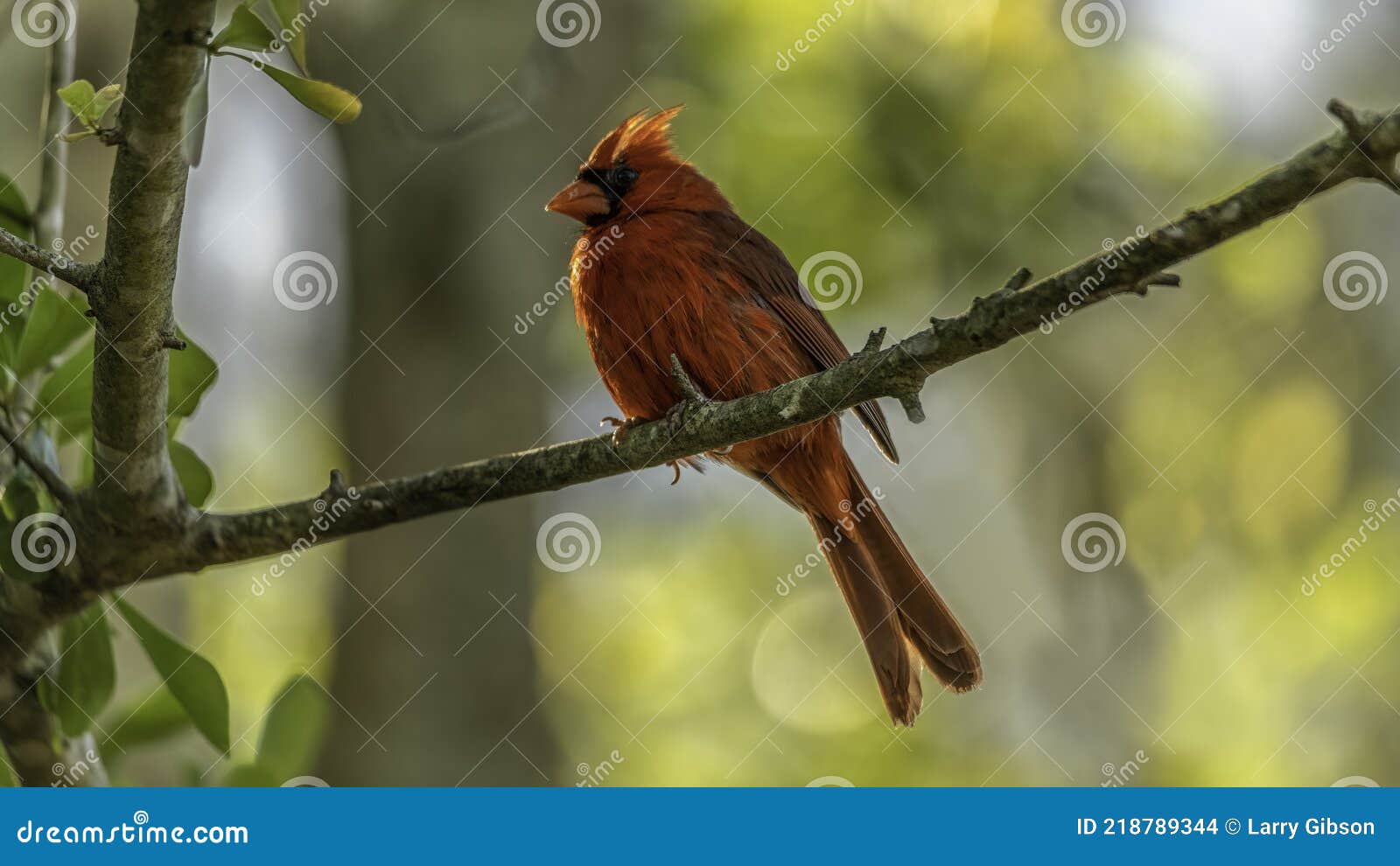 Northern Cardinal sunning stock photo. Image of garden - 218789344