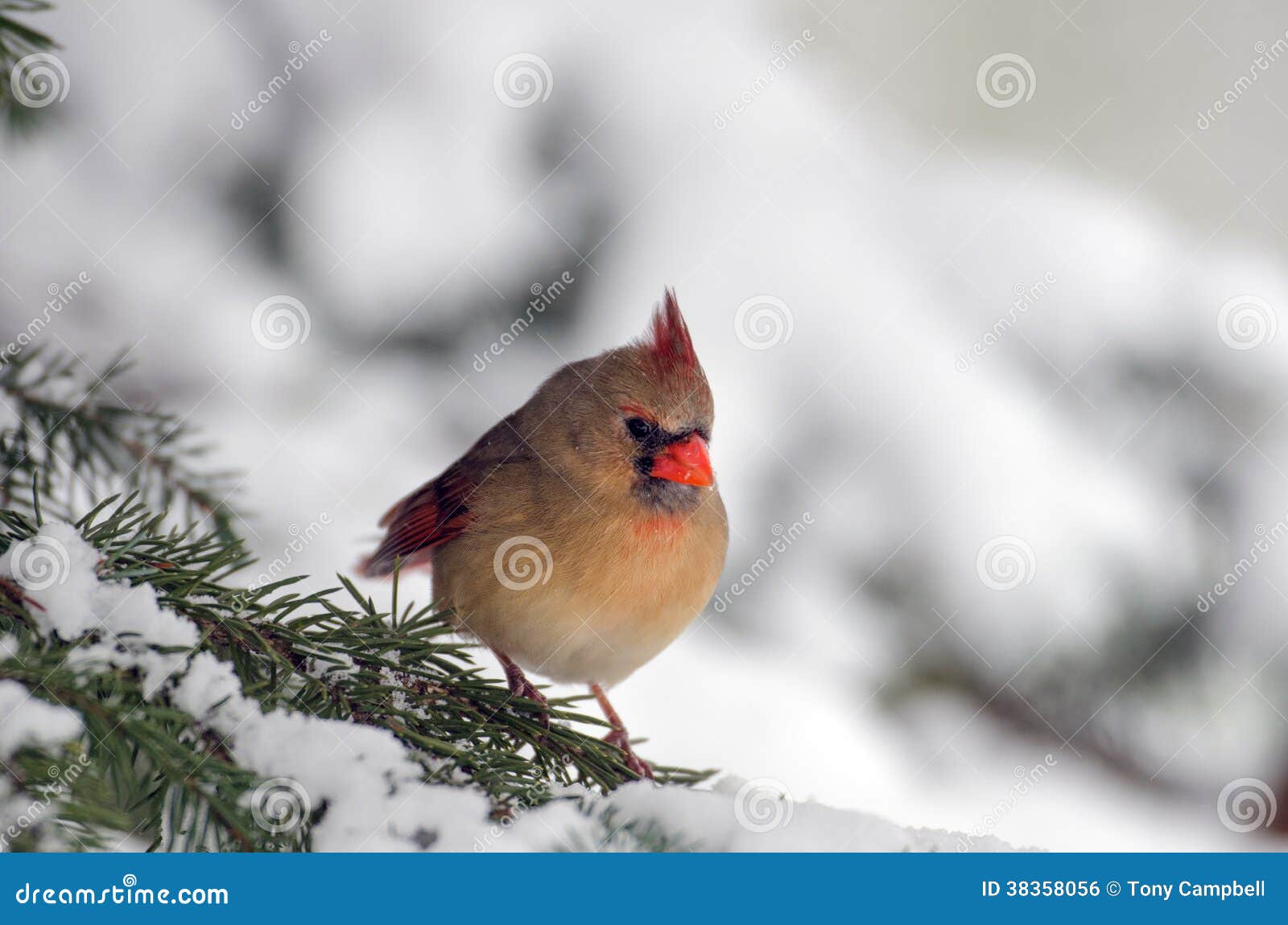 Northern Cardinal in a Tree Stock Photo - Image of sitting, animal ...