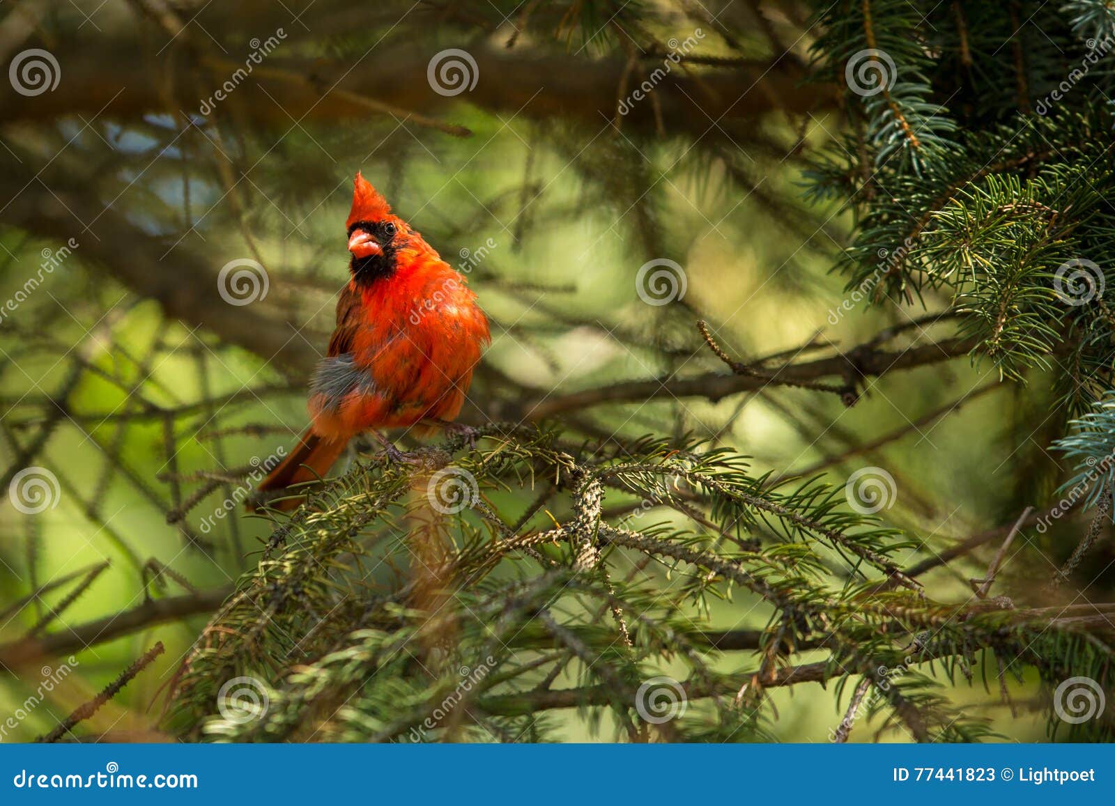Northern cardinal in tree stock image. Image of perch - 77441823