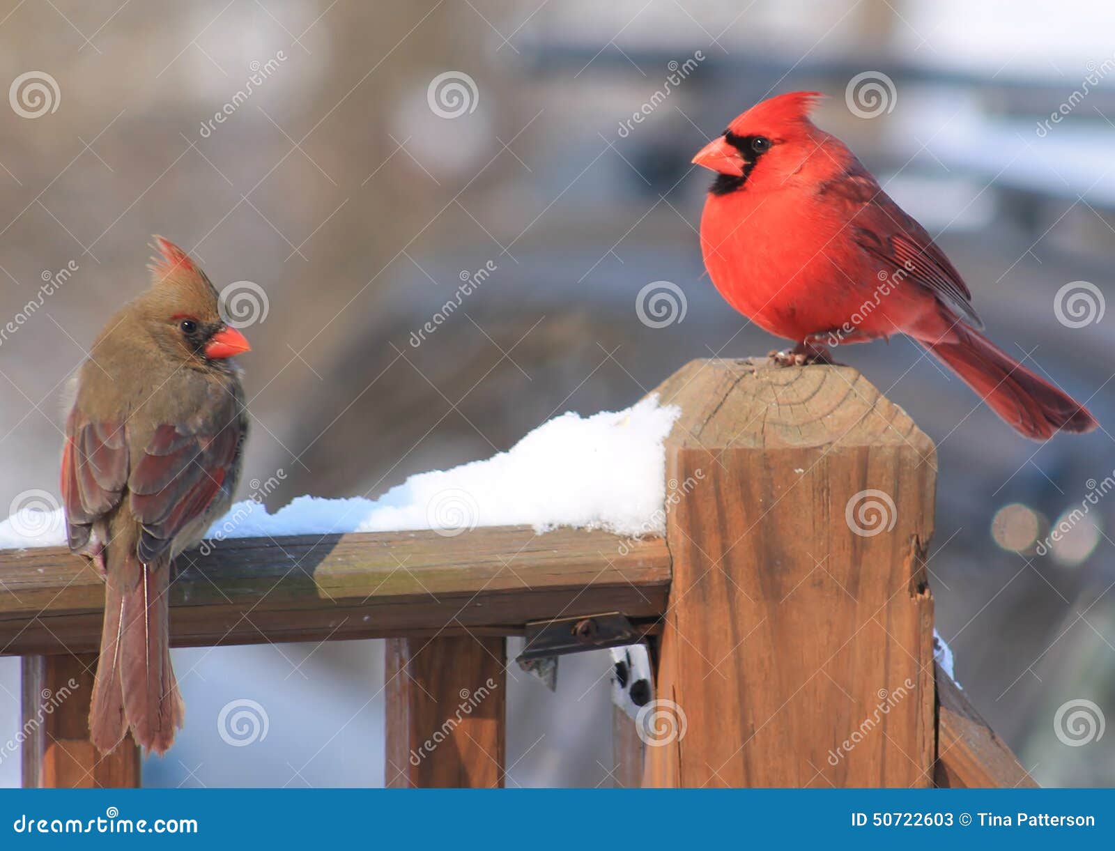 Northern Cardinal stock image. Image of feathers, wildlife - 50722603