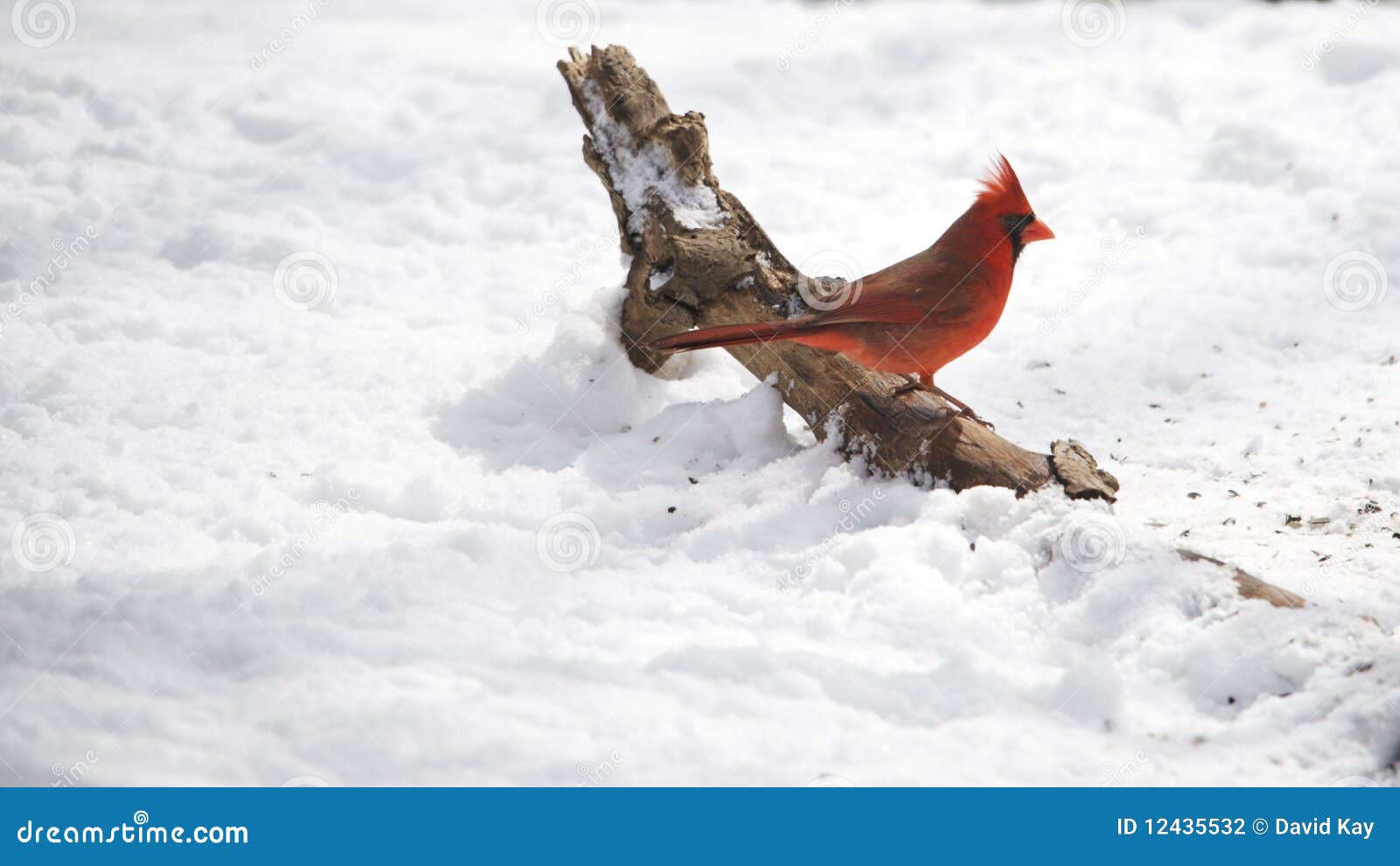 Northern Cardinal in Winter Stock Photo - Image of snow, limb: 12435532
