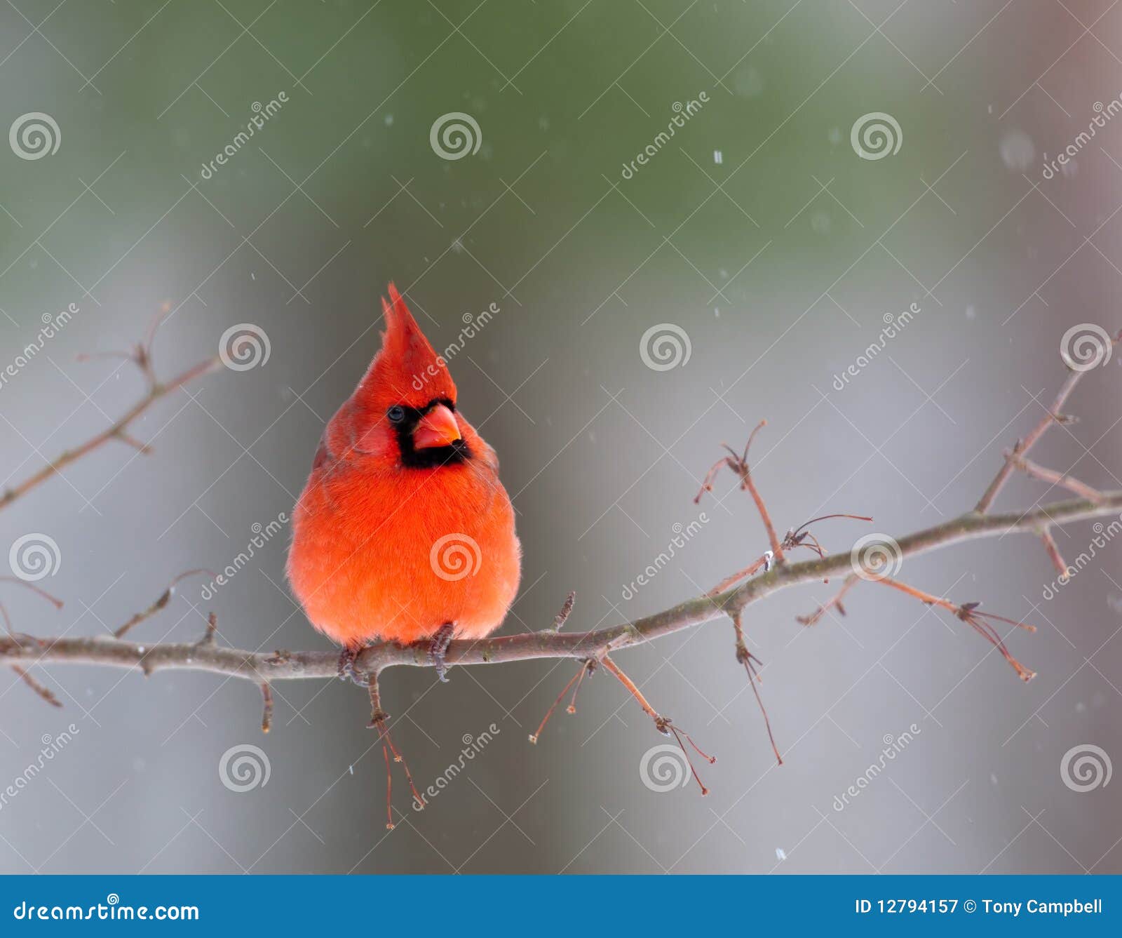 Northern Cardinal in Winter Stock Image - Image of wilderness ...
