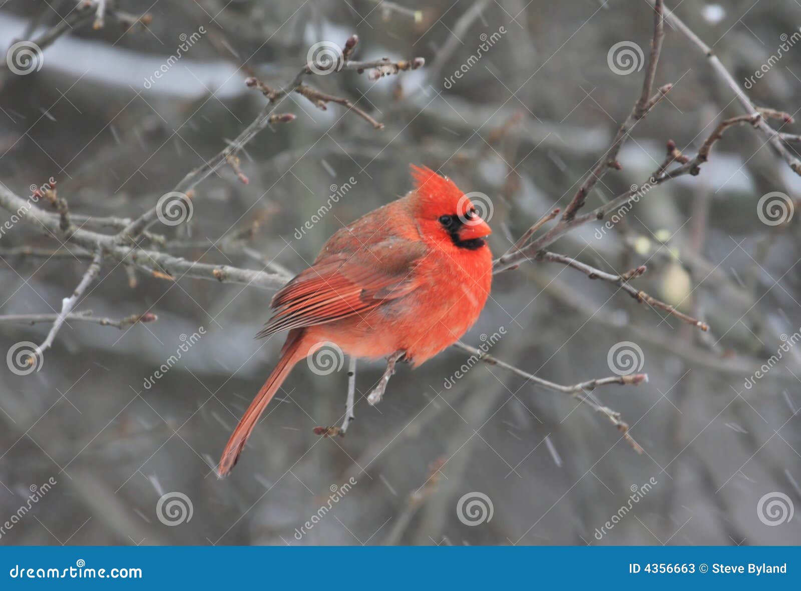 Northern Cardinal in Winter Stock Image - Image of cold, birds: 4356663