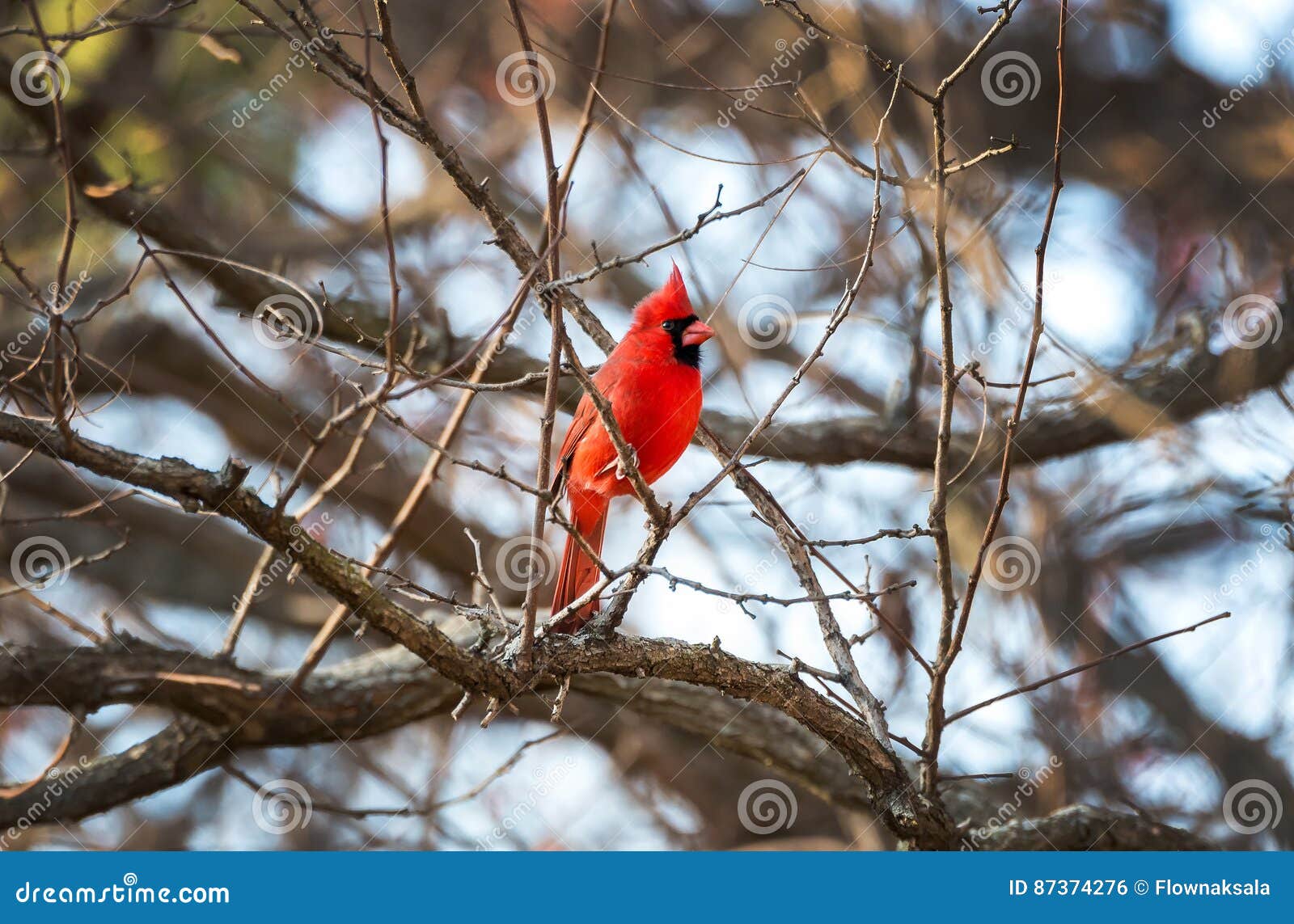 Northern Cardinal in Winter Stock Photo - Image of animal, wildlife ...