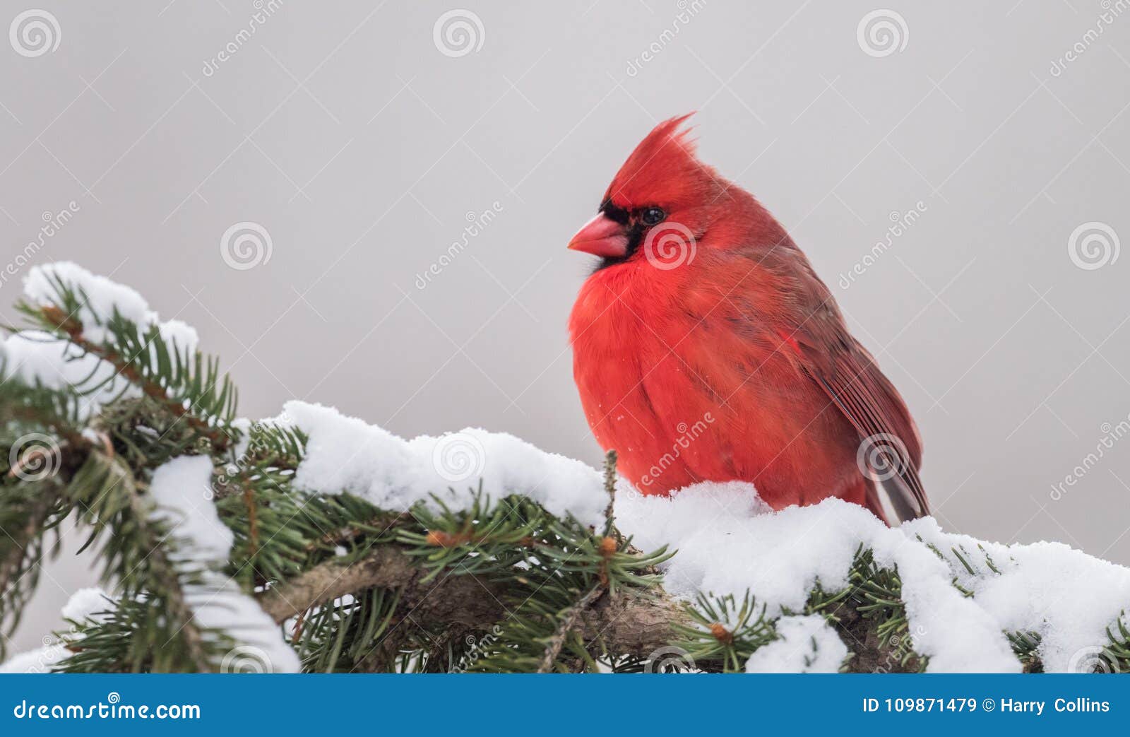 Northern Cardinal in Winter Stock Image - Image of canada, nature ...