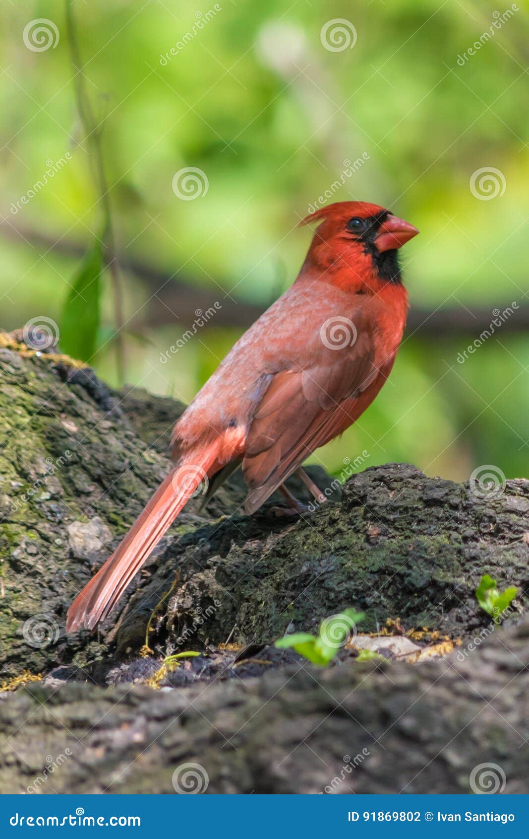 Northern Cardinals stock photo. Image of cold, flyers - 91869802