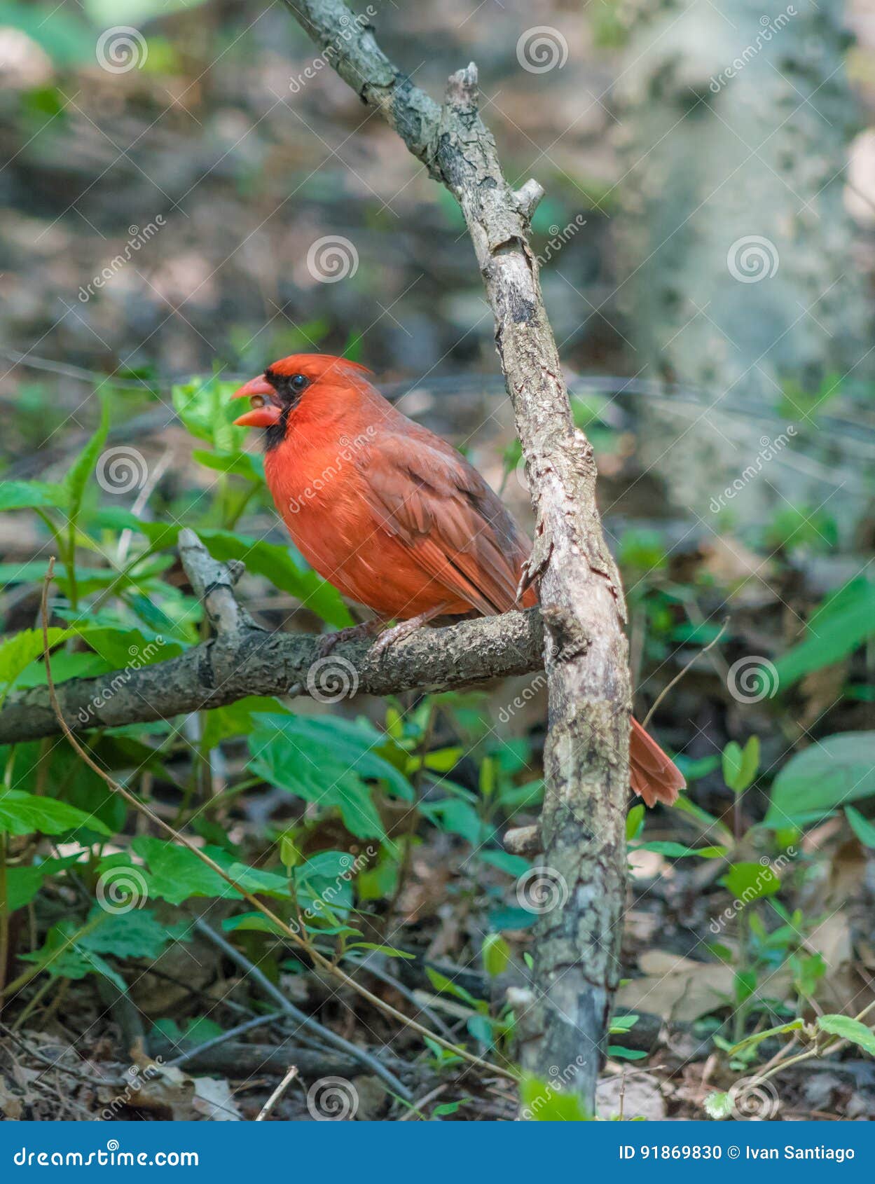 Northern Cardinals stock photo. Image of branch, colors - 91869830