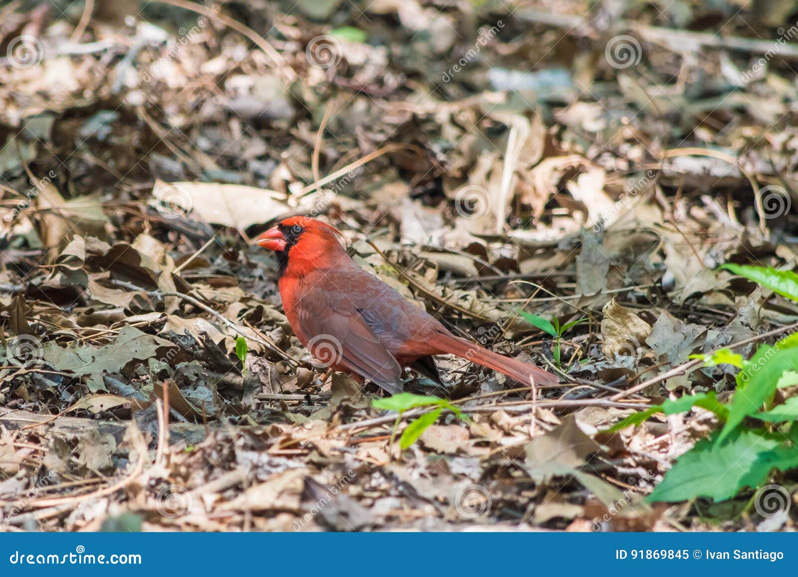 Northern Cardinals stock image. Image of backyard, male - 91869845