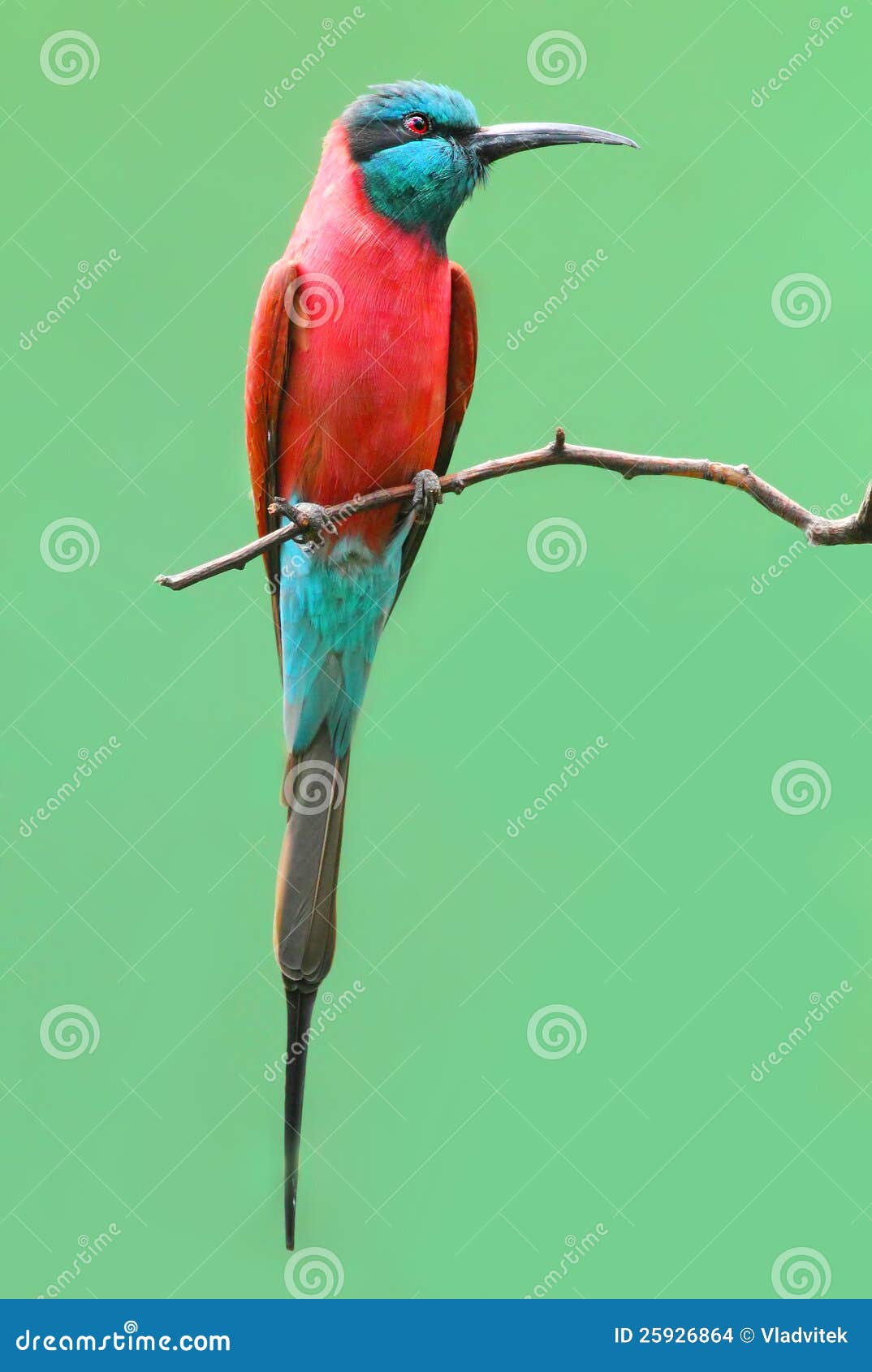 The Northern Carmine Bee-Eater (Merops Nubicus). Stock Photo - Image of ...
