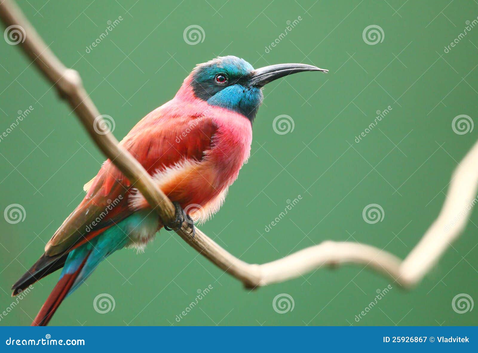 The Northern Carmine Bee-Eater (Merops Nubicus). Stock Image - Image of ...