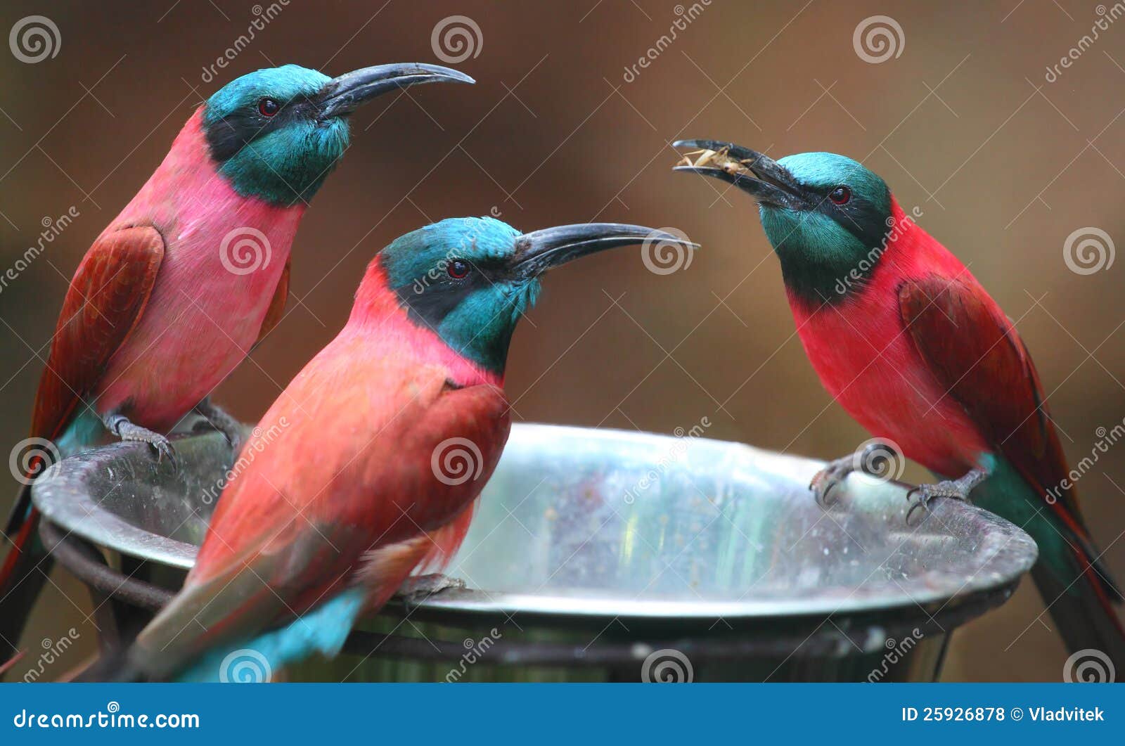 The Northern Carmine Bee-Eater (Merops Nubicus). Stock Photo - Image of ...