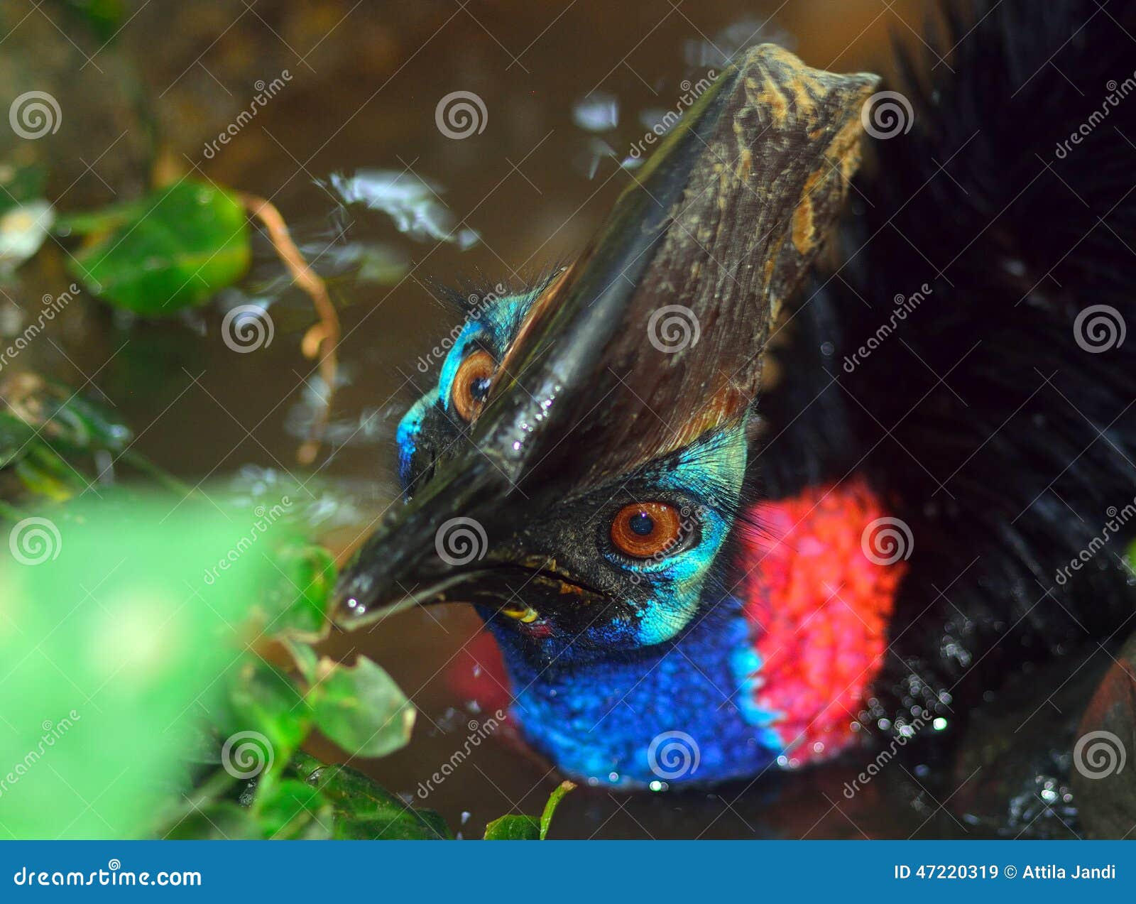 Northern cassowary stock image. Image of beautiful, balinese - 47220319