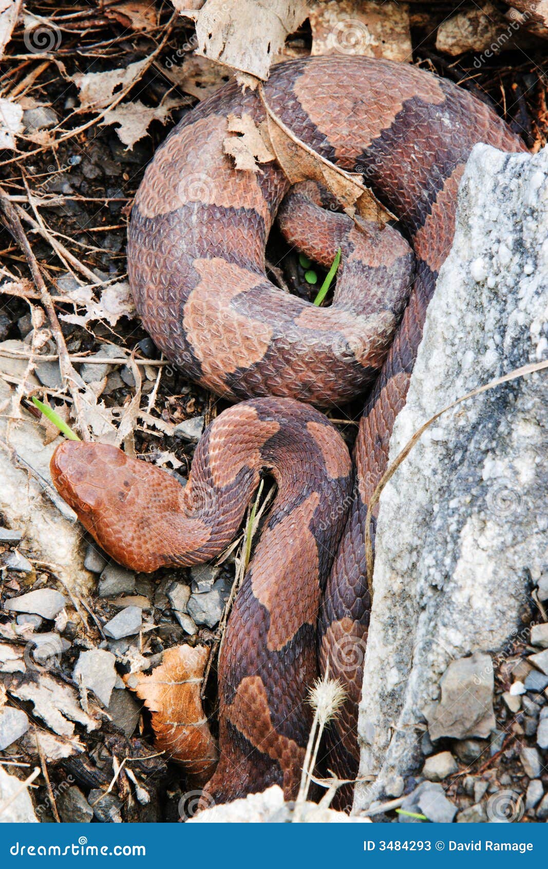 Northern Copperhead Snake Stock Photo | CartoonDealer.com #39230496