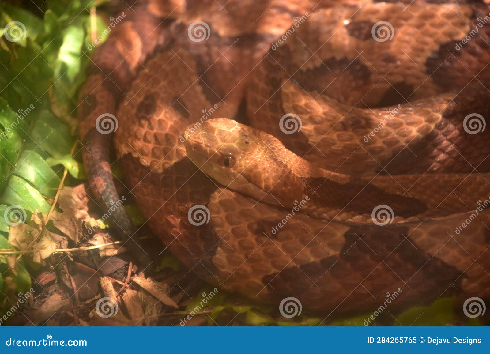 Northern Copperhead Snake Coiled Up Close Up Stock Image - Image of ...
