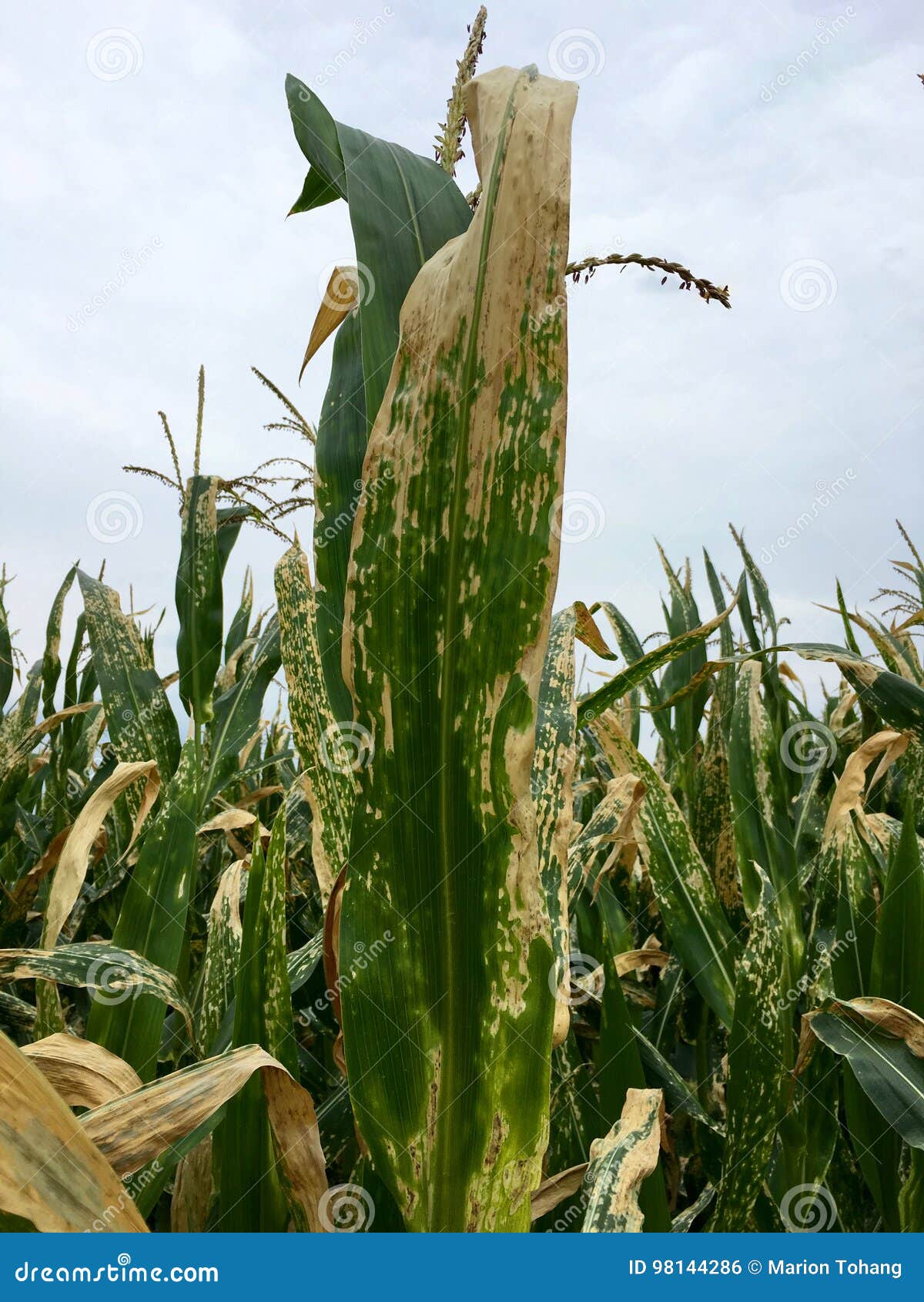 Northern Corn Leaf Blight of Maize & X28;Helminthosporium or Turcicum ...