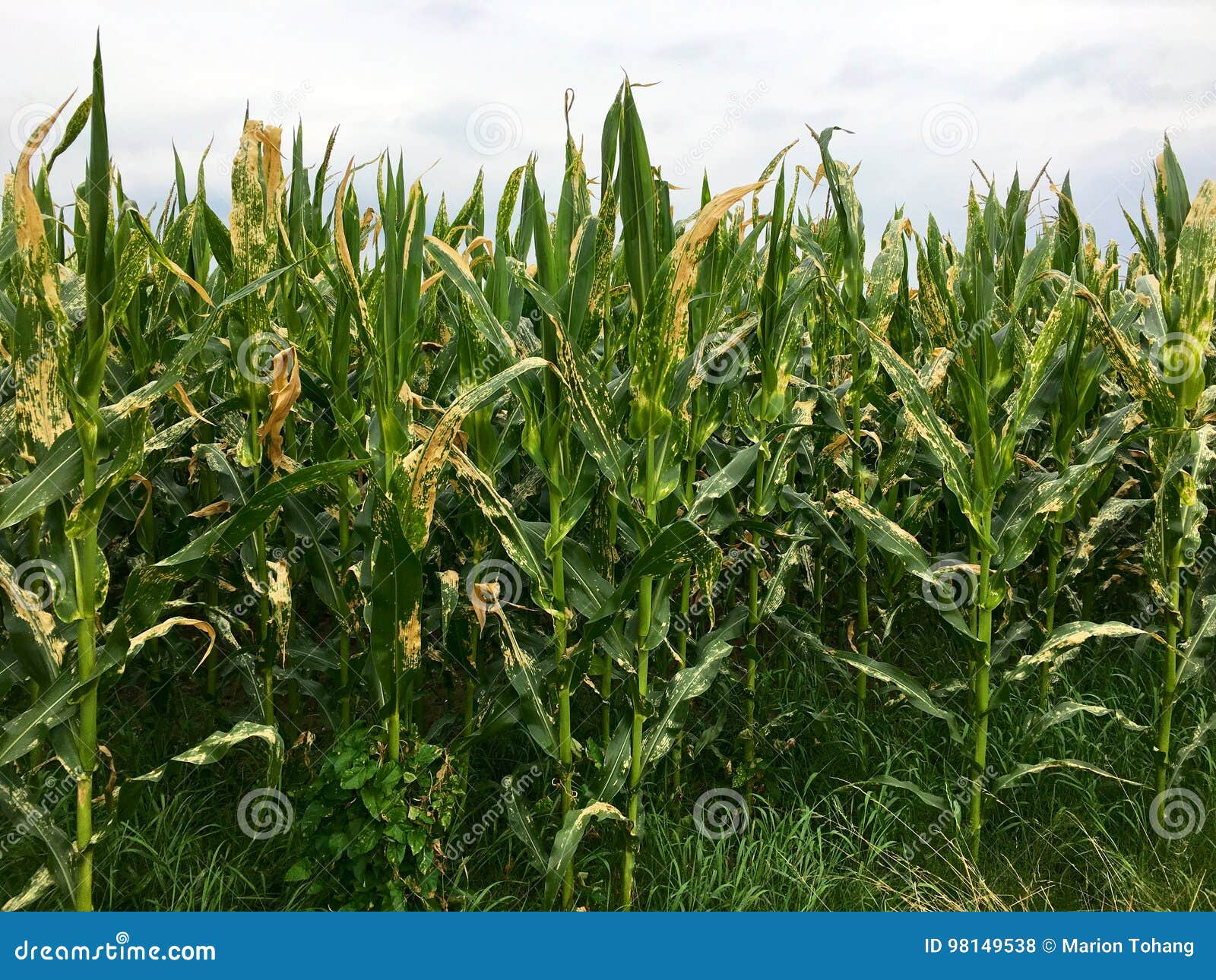 Northern Corn Leaf Blight of Maize & X28;Helminthosporium or Turcicum ...