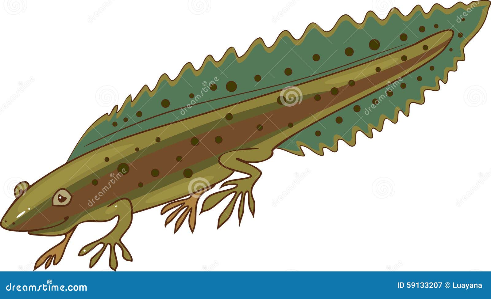 Newt Set Cartoon Vector | CartoonDealer.com #173114171