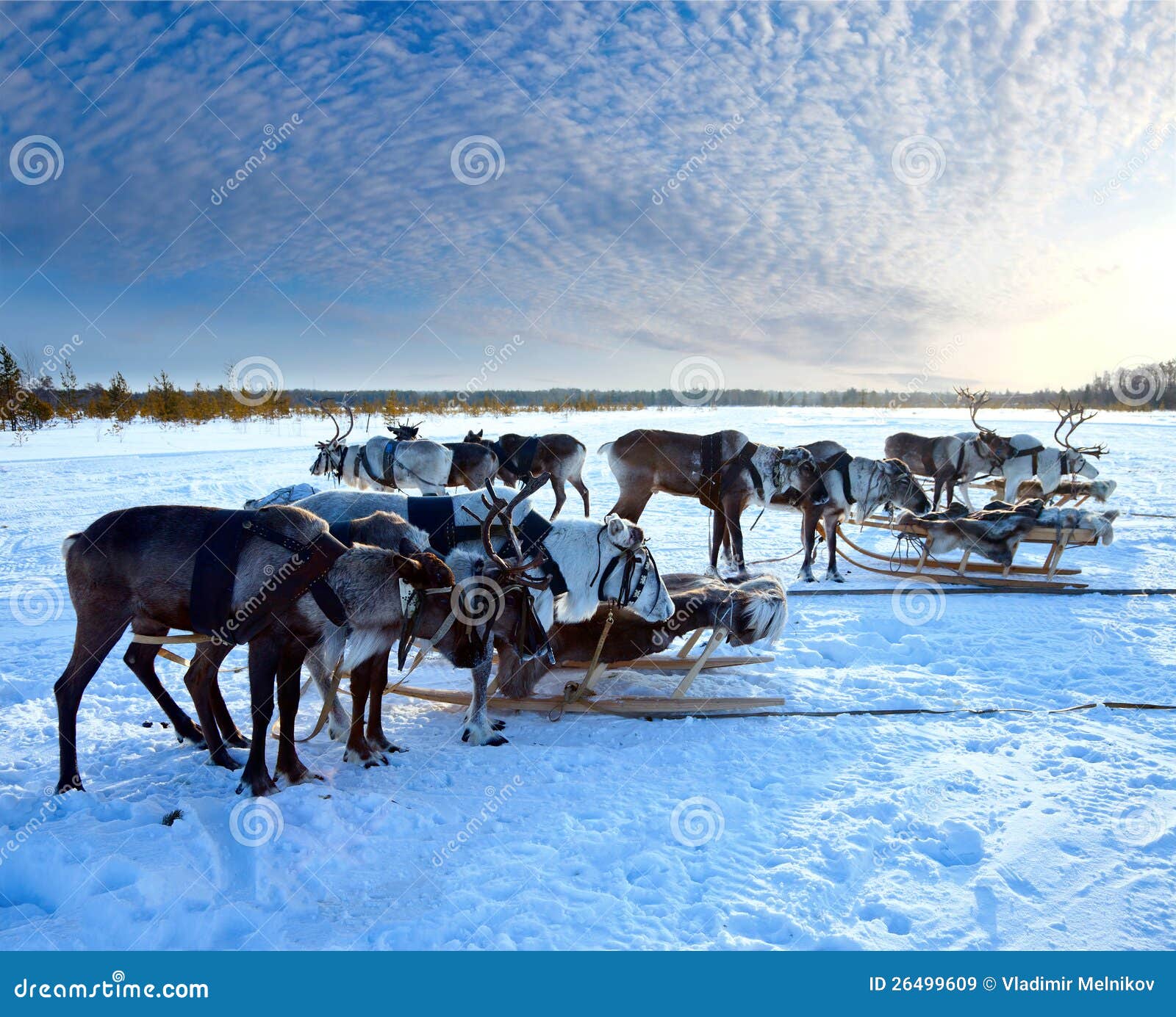 Northern deer stock image. Image of season, scandinavia - 26499609