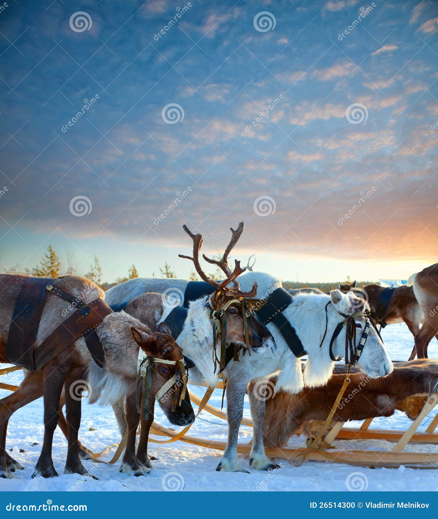 Northern deer stock photo. Image of arctic, horned, finland - 26514300