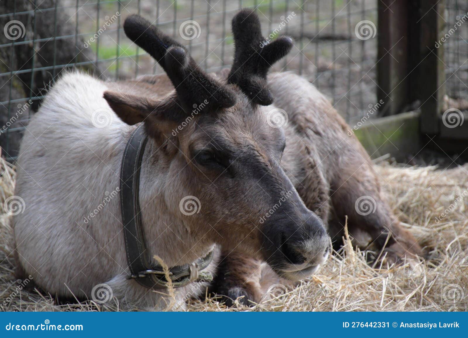 A Northern Deer is Lying on a Haystack. Stock Image - Image of wildlife ...
