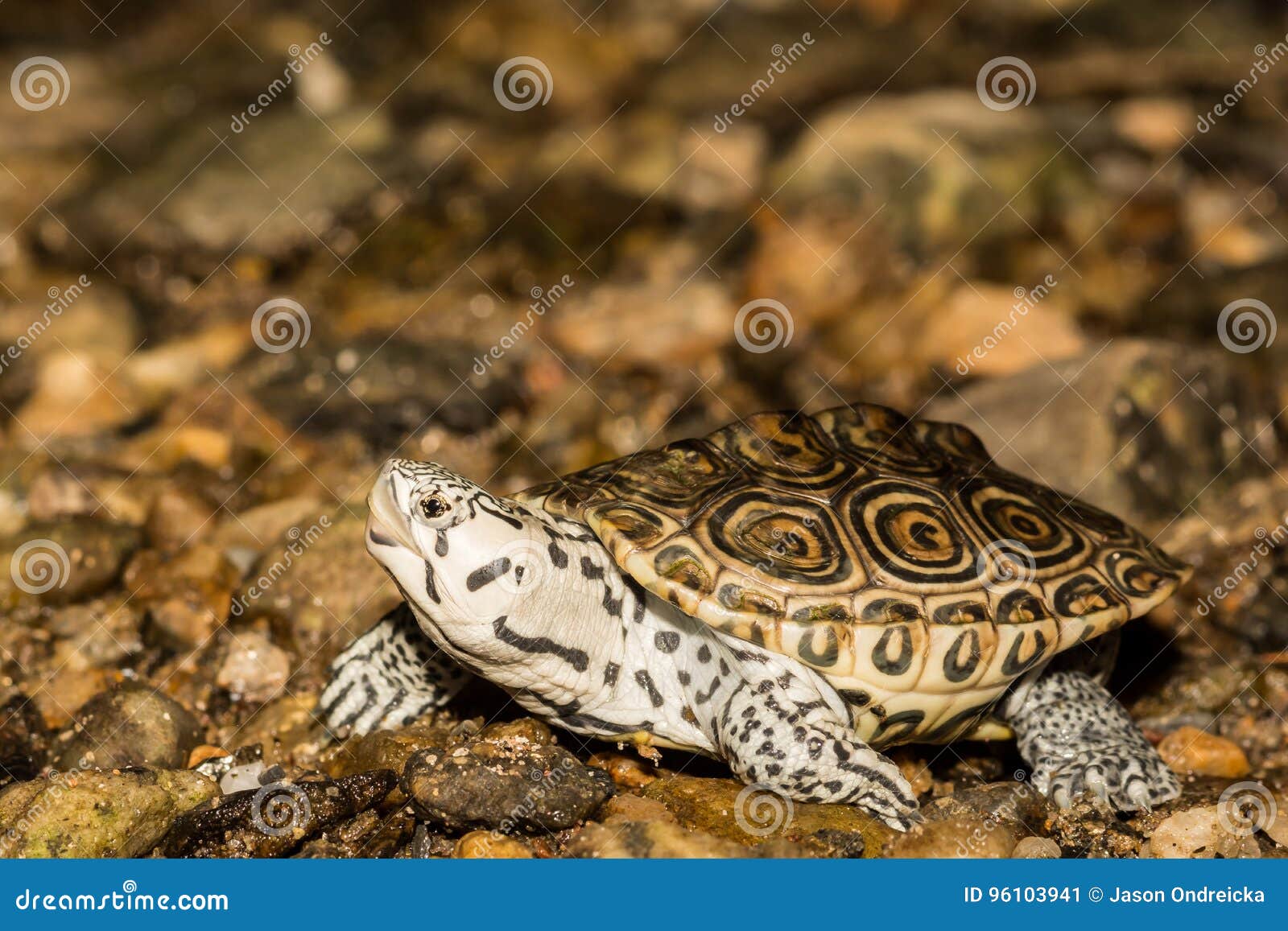 Northern Diamondback Terrapin Stock Image - Image of northern, animal ...