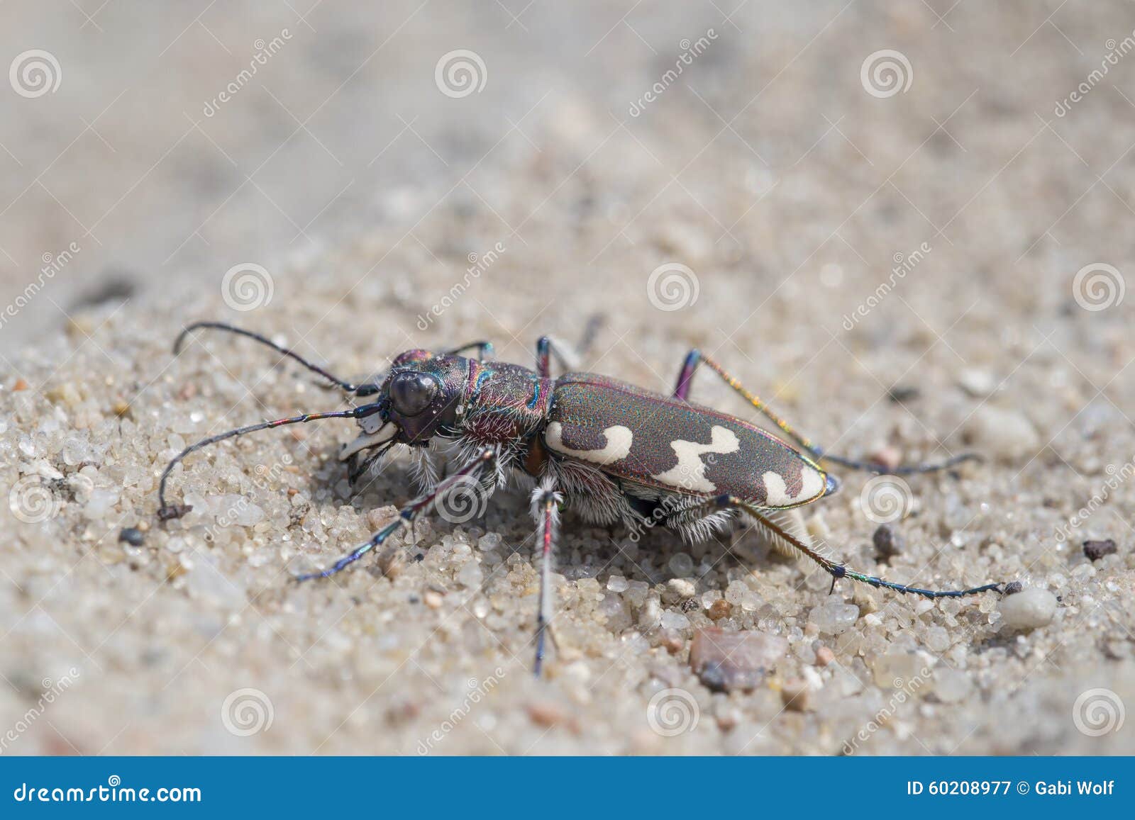 Northern Dune Tiger Beetle - Cicindela Hybrida Stock Image - Image of ...