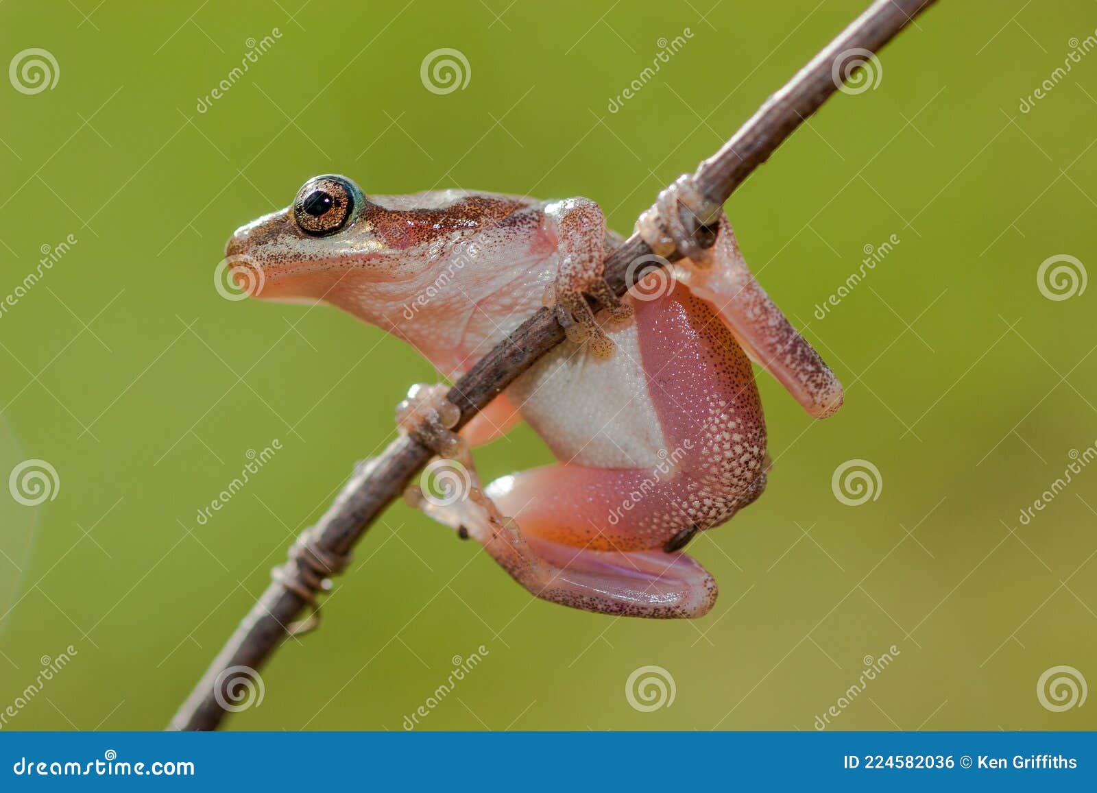 Northern Dwarf Tree Frog stock photo. Image of frog - 224582036