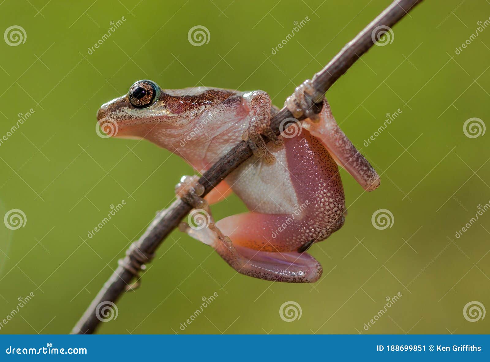 Northern Dwarf Tree Frog stock image. Image of tree - 188699851
