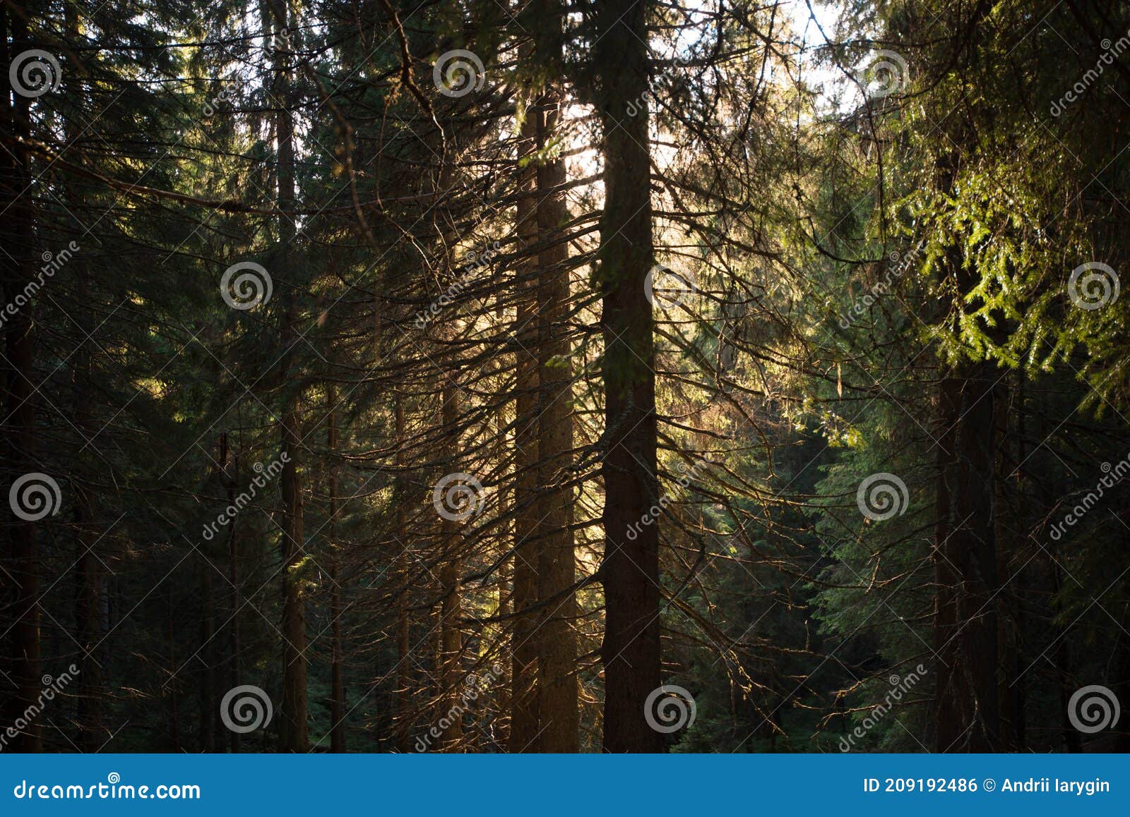 Northern Eurasian Coniferous Boreal Forest Stock Photo - Image of ...