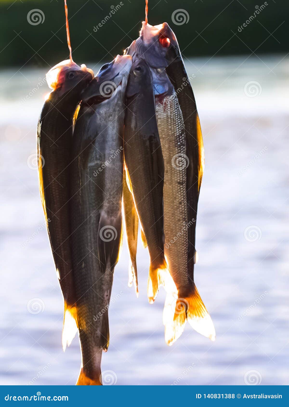 Northern Fish Caught in the Rivers of Chukotka Stock Photo - Image of ...
