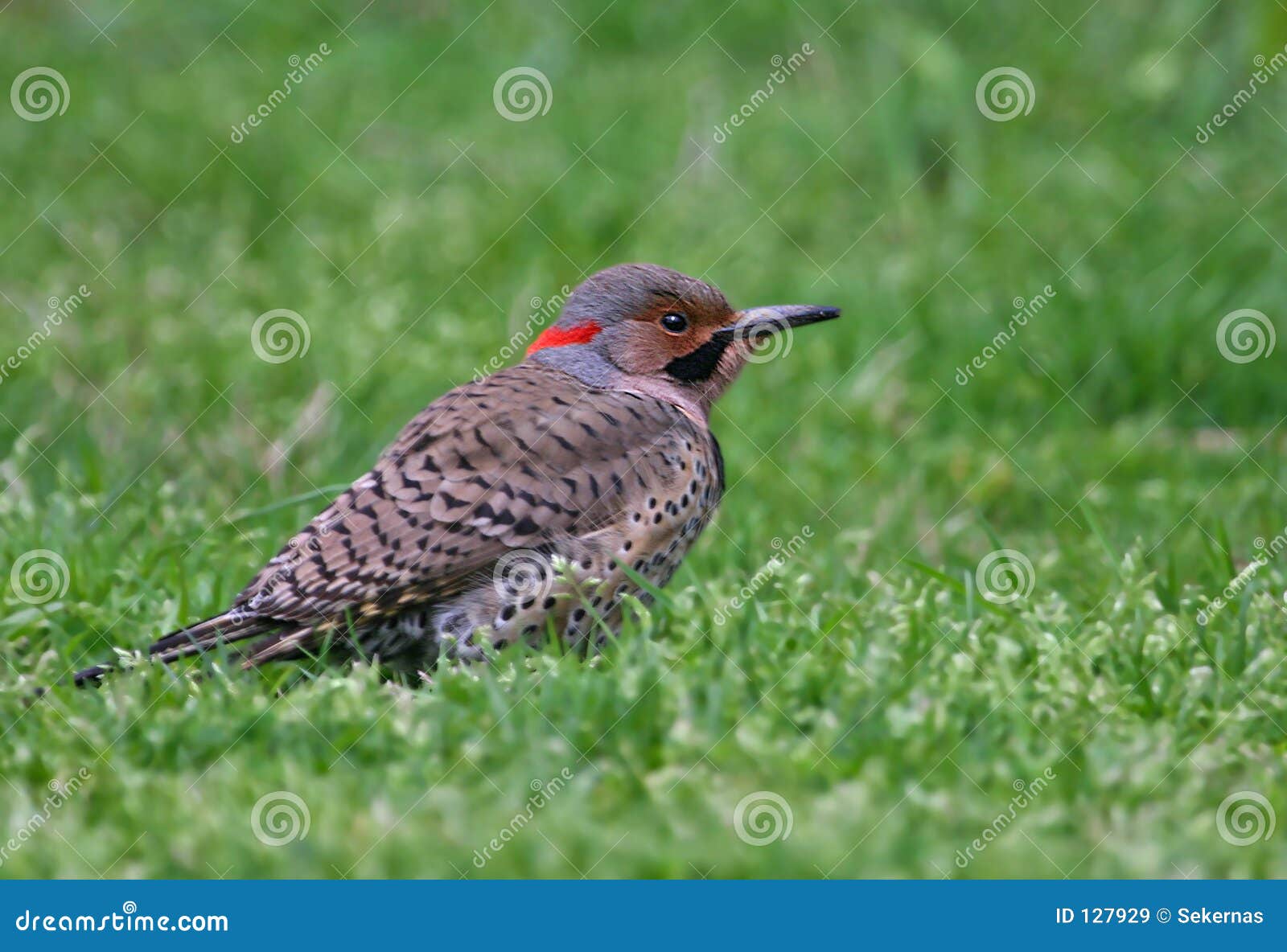 Northern flicker stock image. Image of grey, grass, nature - 127929